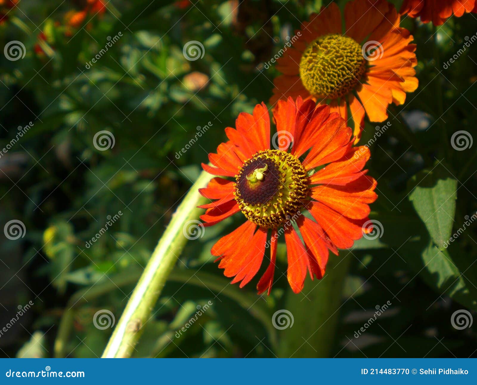 Spider on a Helenium Fiesta Flower Stock Photo - Image of autumn, grass ...