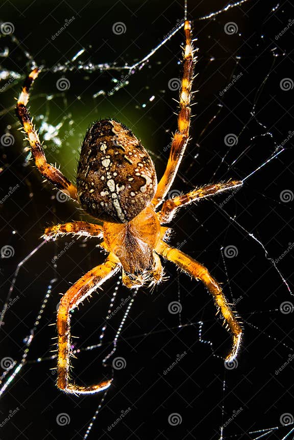 Spider stock photo. Image of cobweb, animal, grid, nature - 36748534
