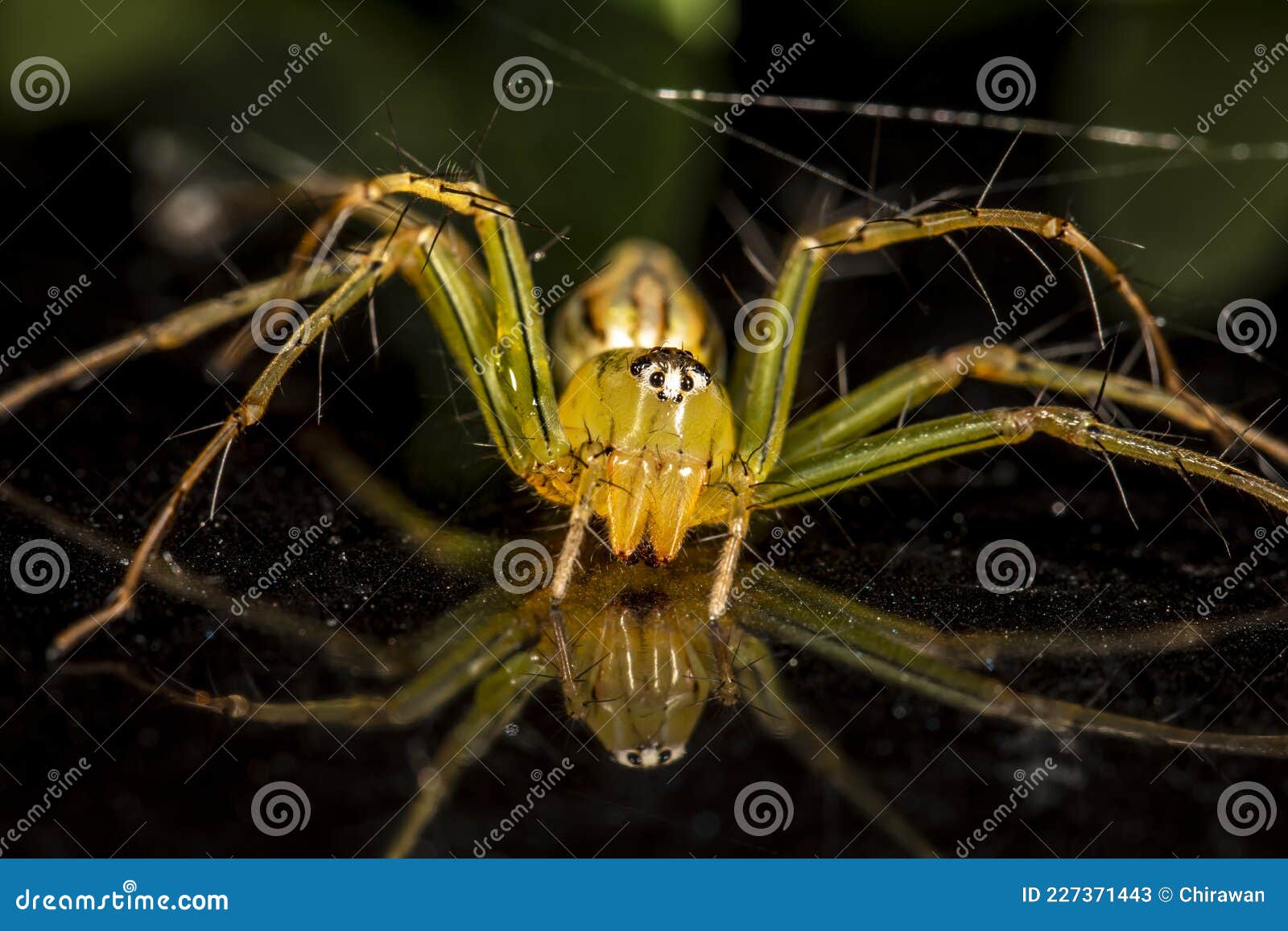 Spider hexagon eyes stock image. Image of wildlife, closeup - 227371443