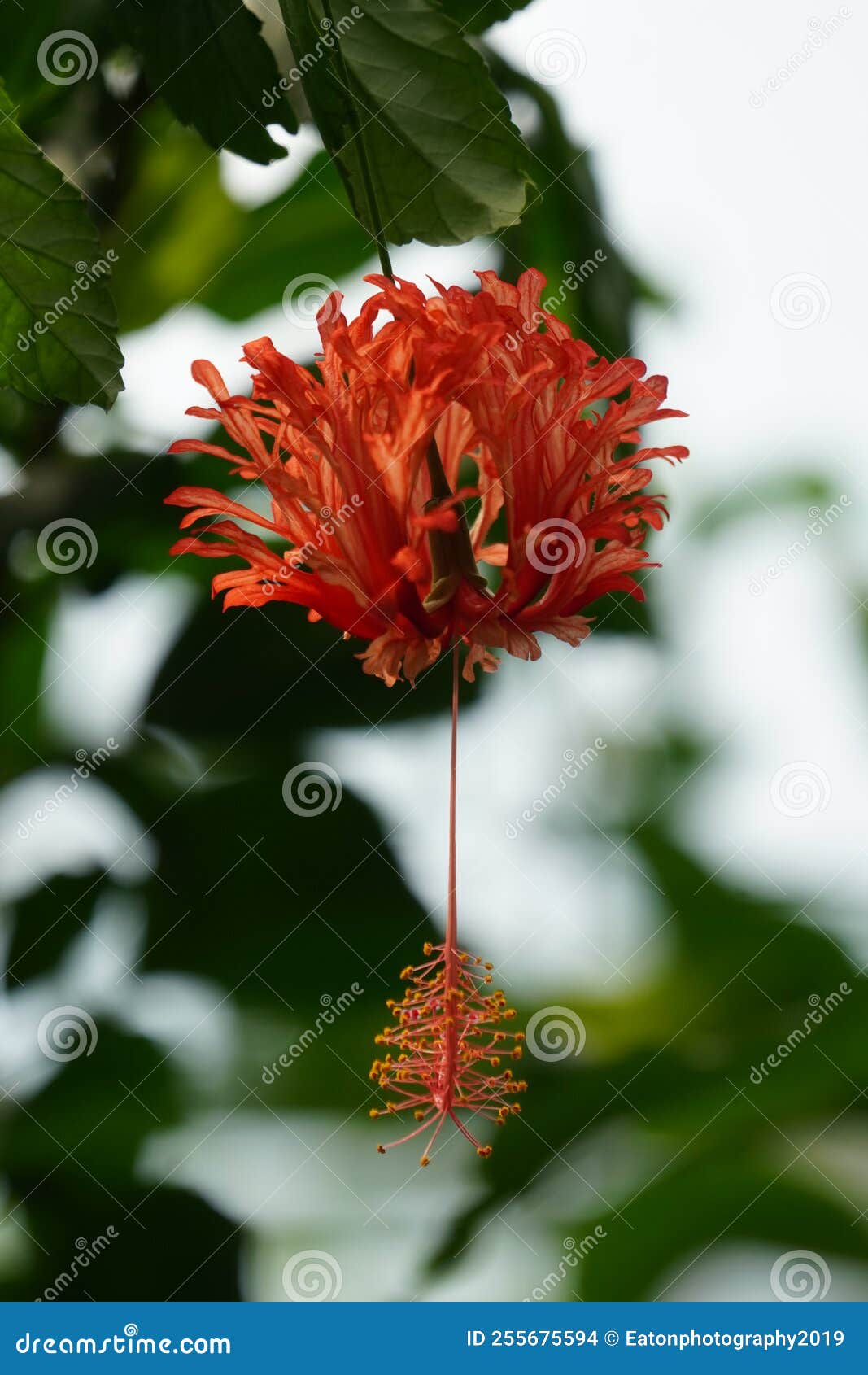 Spider Hibiscus in the Afternoon Sun Stock Photo - Image of malvaceae ...