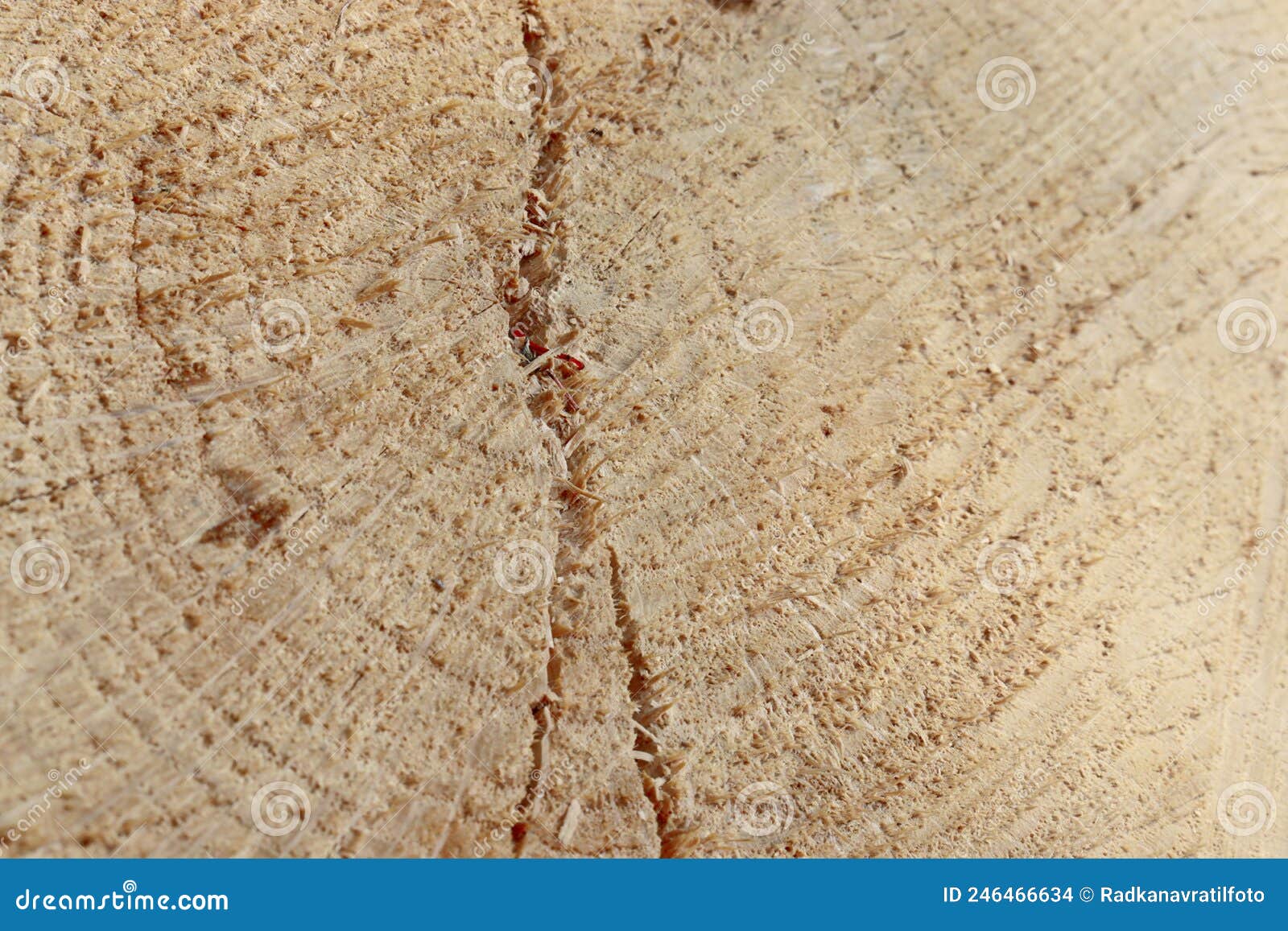 Spider Hidden in a Slit of a Cut Tree Close Up Stock Photo - Image of ...