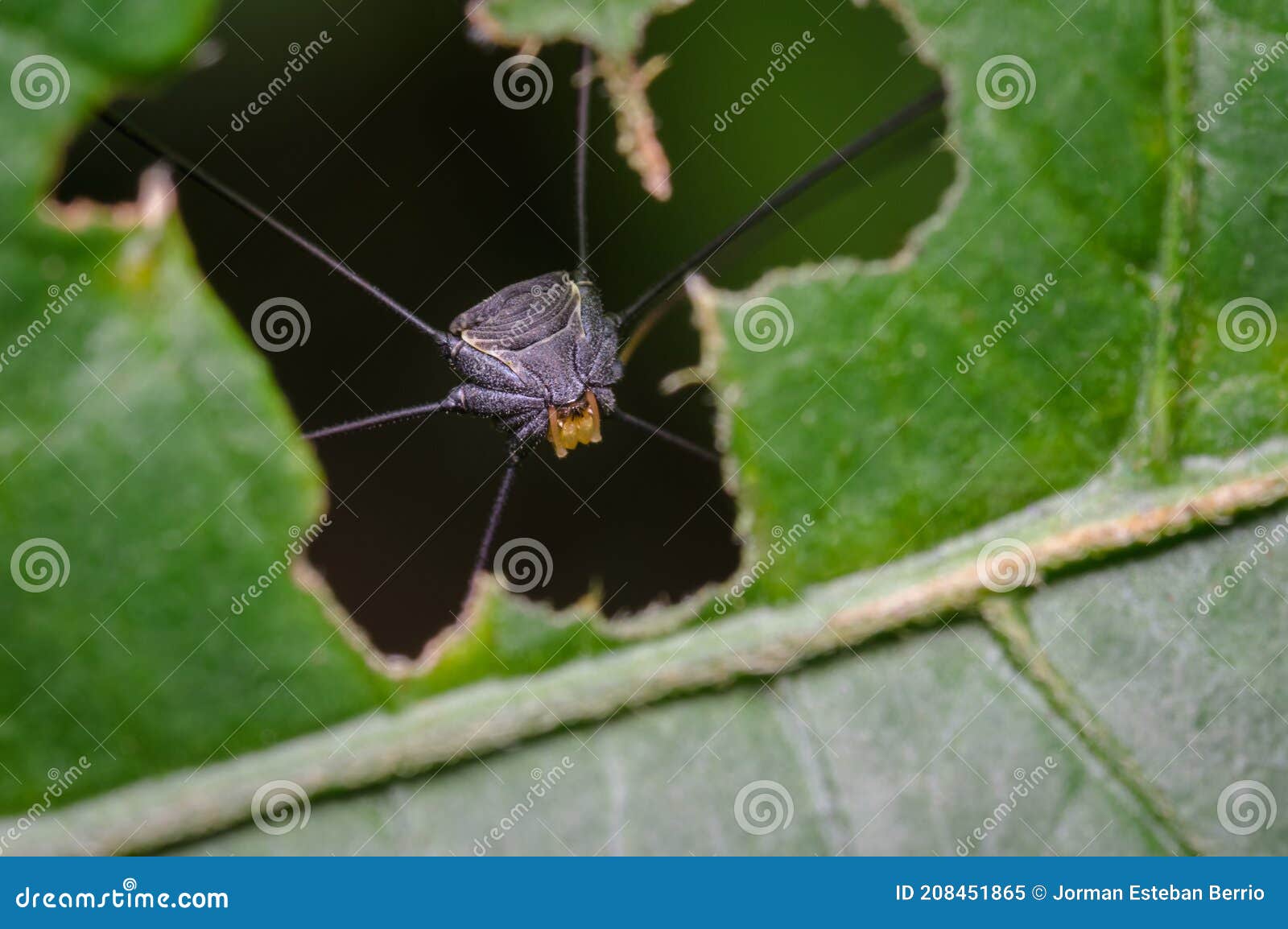 Spider Hiding Behind a Tree Leaf Stock Image - Image of mountains ...