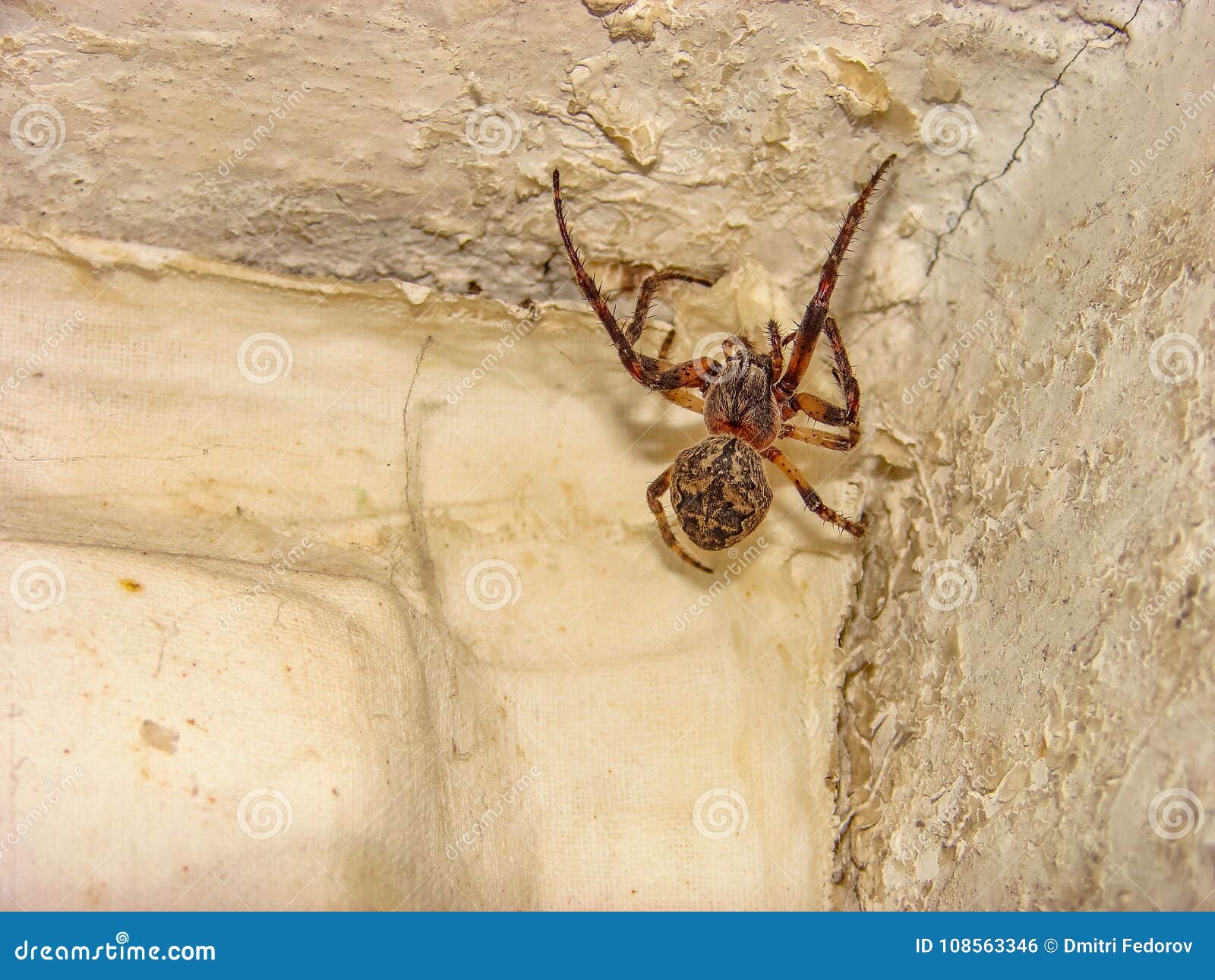 Spider Hiding in the Corner of the Room Stock Photo - Image of abstract ...