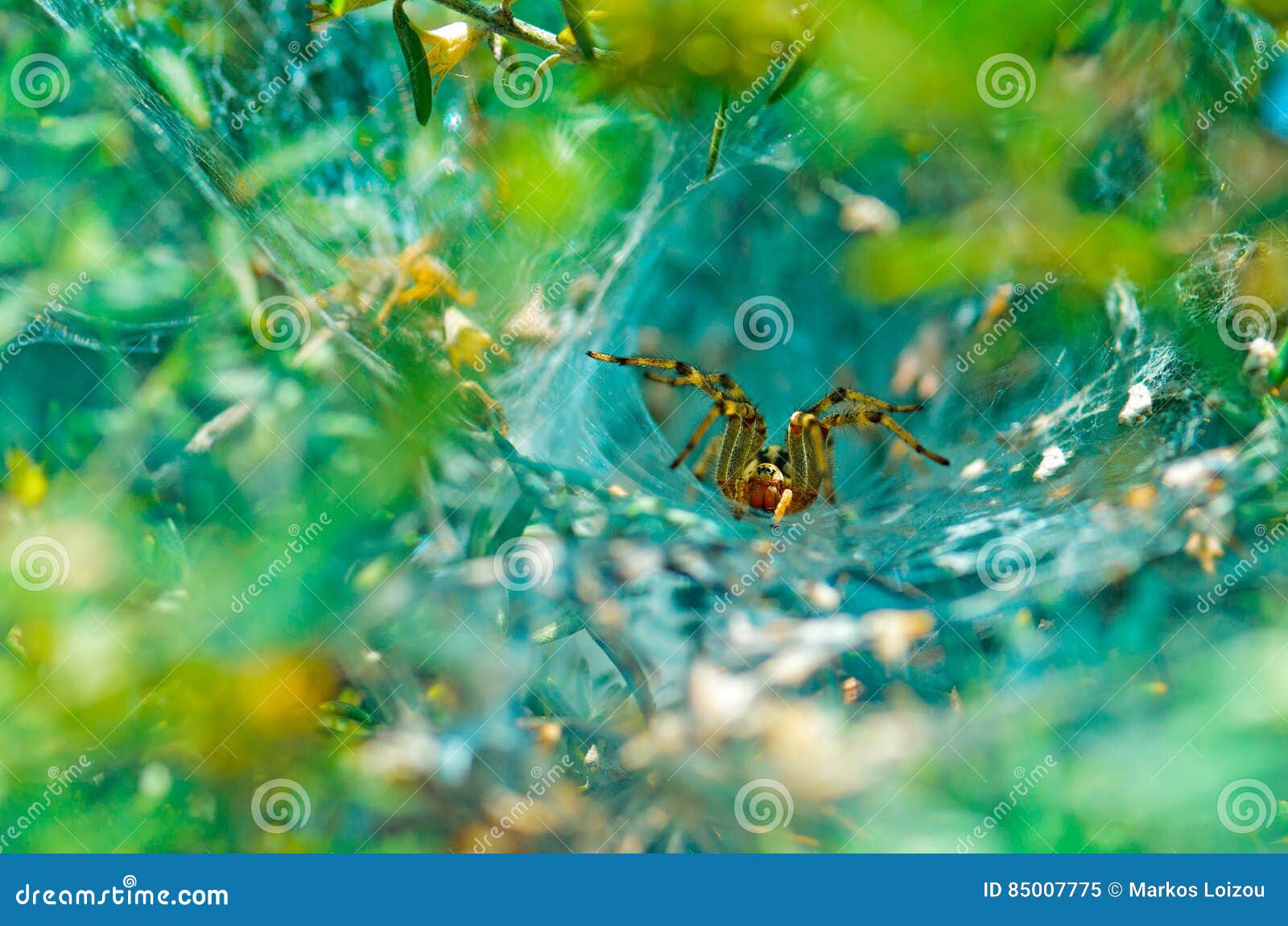 Spider Hiding stock image. Image of spider, ambush, leaf - 85007775