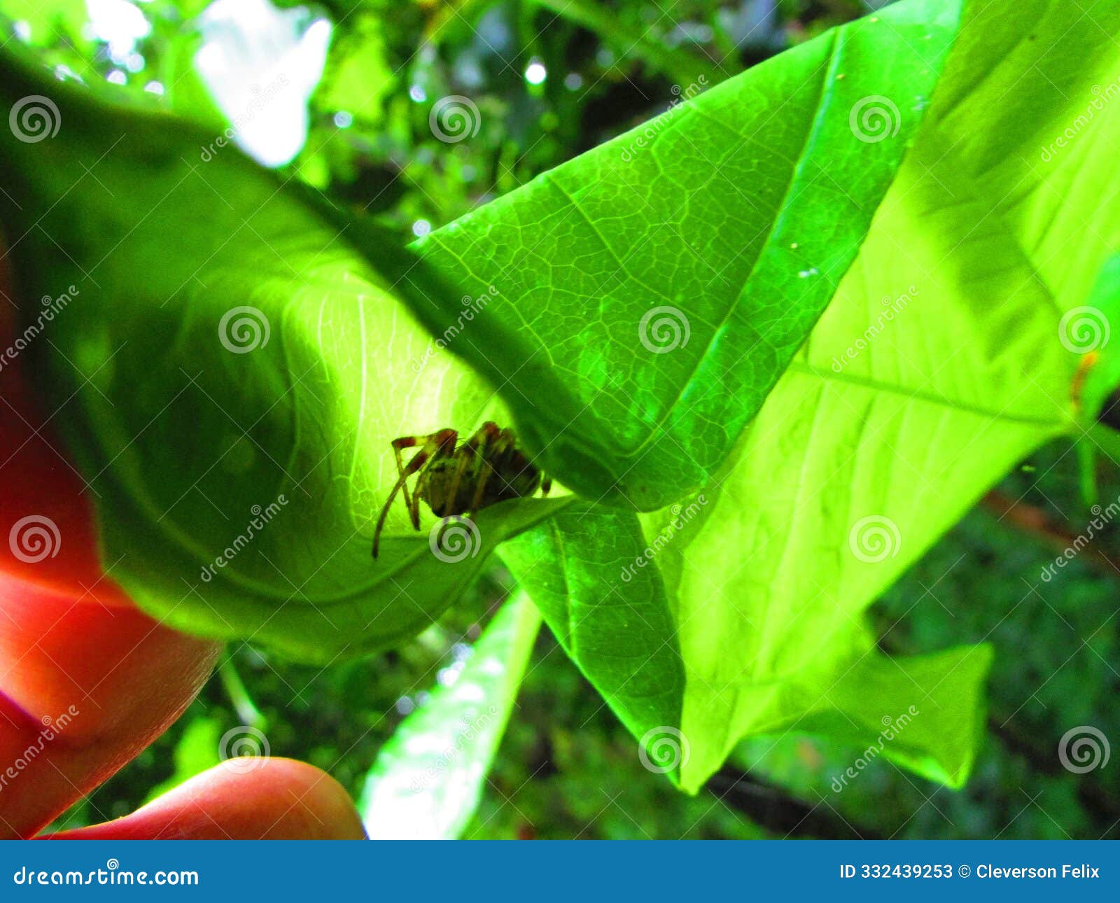 A Spider Hiding in a Leaf in the Middle of the Forest Stock Image ...