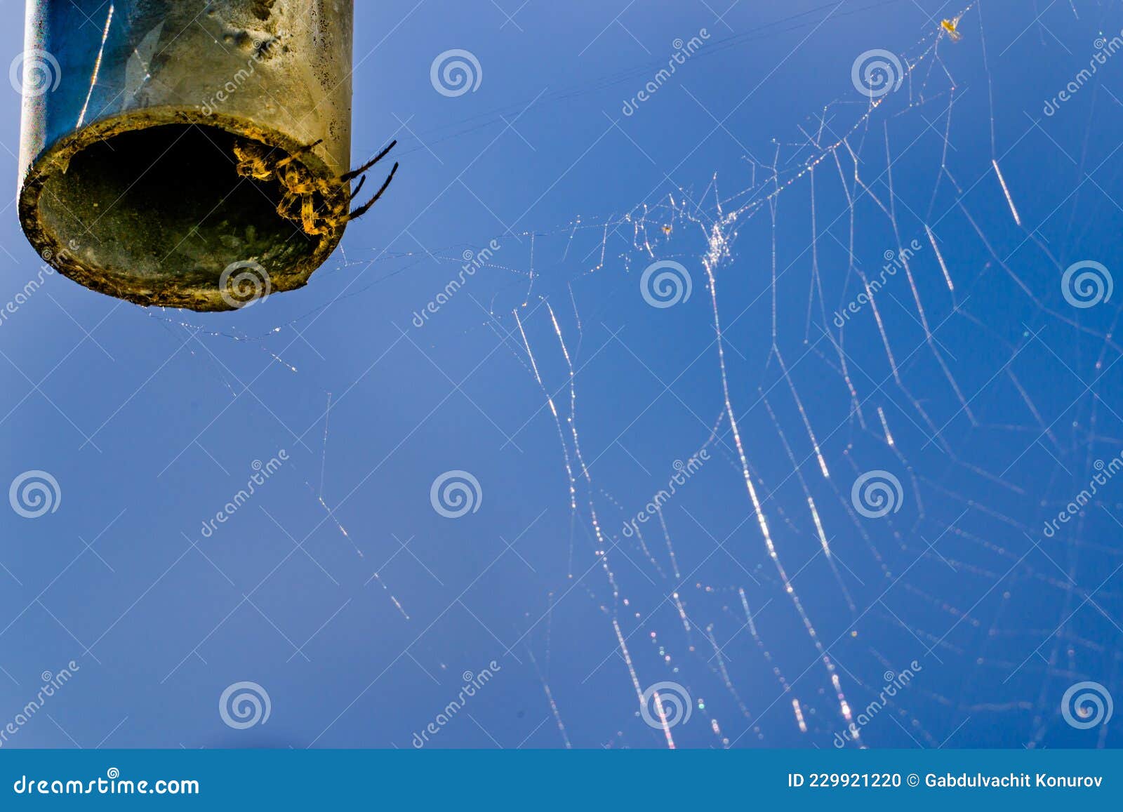Spider Hiding in the Pipe at Its Cobweb Stock Photo - Image of sunlight ...