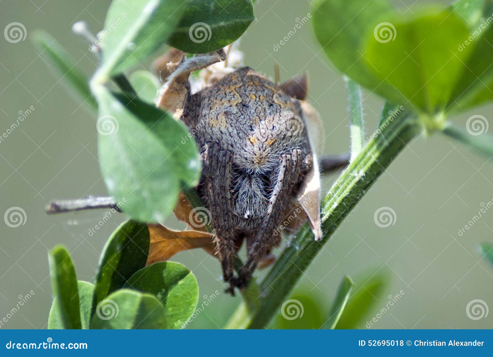 Spider hiding in a plant stock photo. Image of wildlife - 52695018