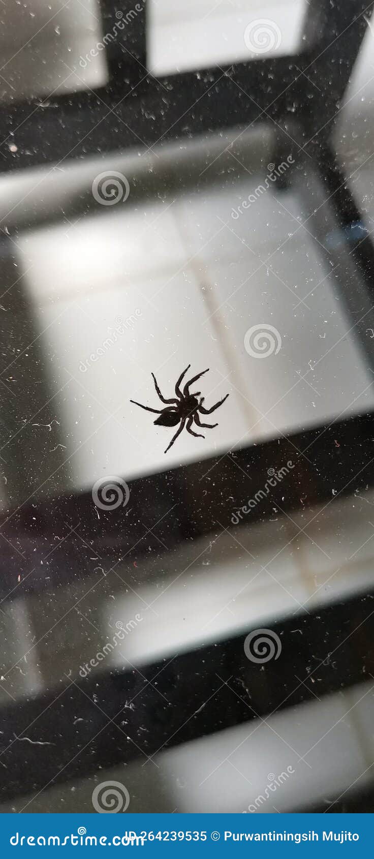 Spider Hiding Under the Glass Table Stock Image - Image of spiderweb ...