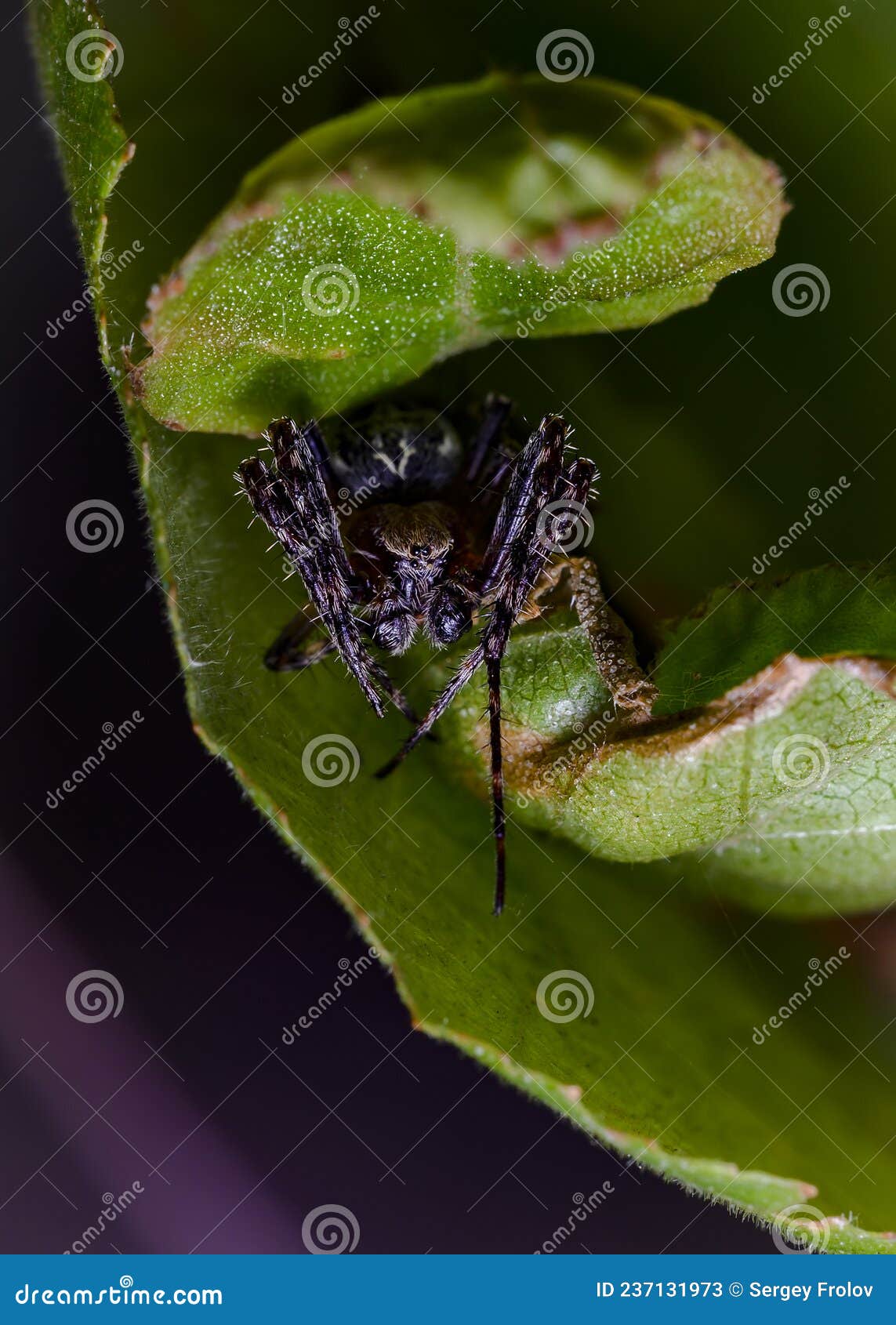 A Spider Hiding Under a Leaf Stock Image - Image of close, nature ...
