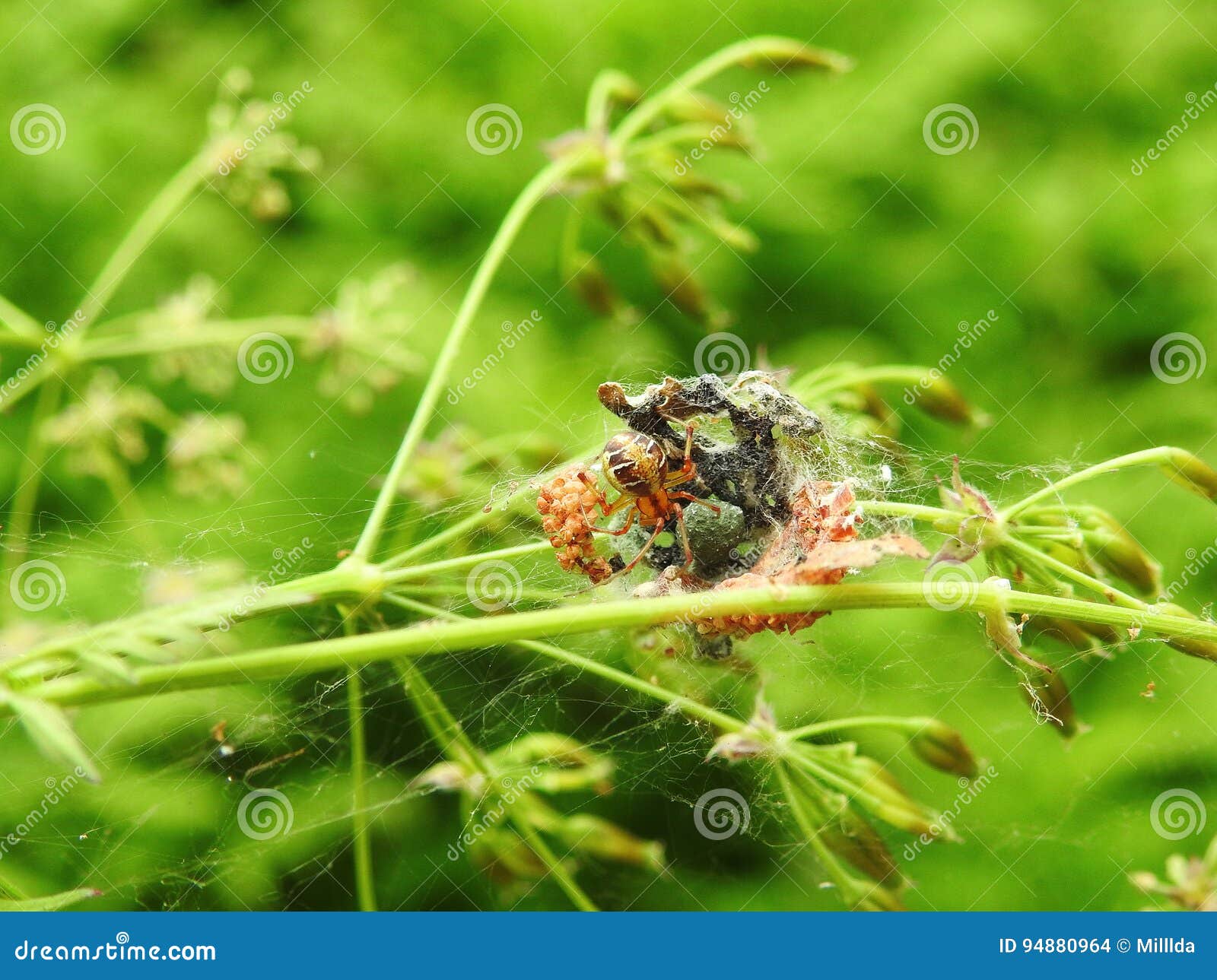 Spider and his nest stock photo. Image of green, wild - 94880964