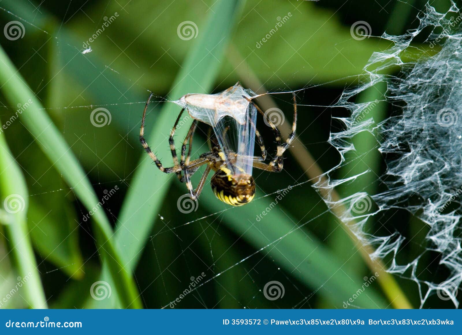 Spider in his net stock photo. Image of body, animal, close - 3593572