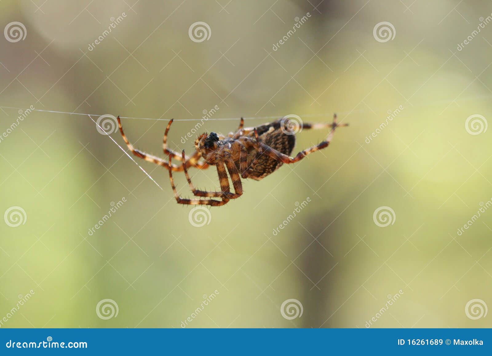 Spider with his threads stock image. Image of thread - 16261689