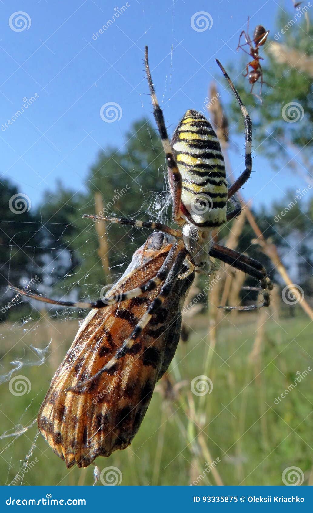Spider stock image. Image of cobweb, wild, spider, arachnids - 93335875