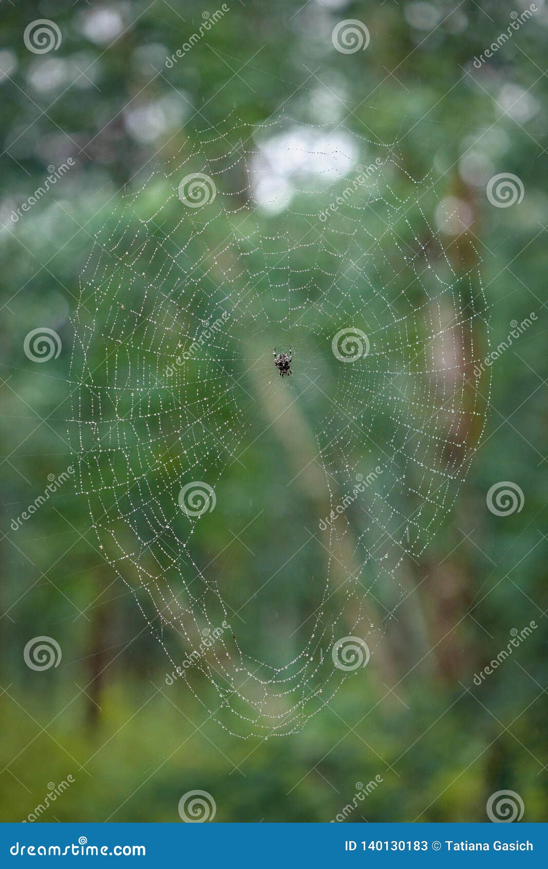 A spider in his web stock image. Image of decoration - 140130183
