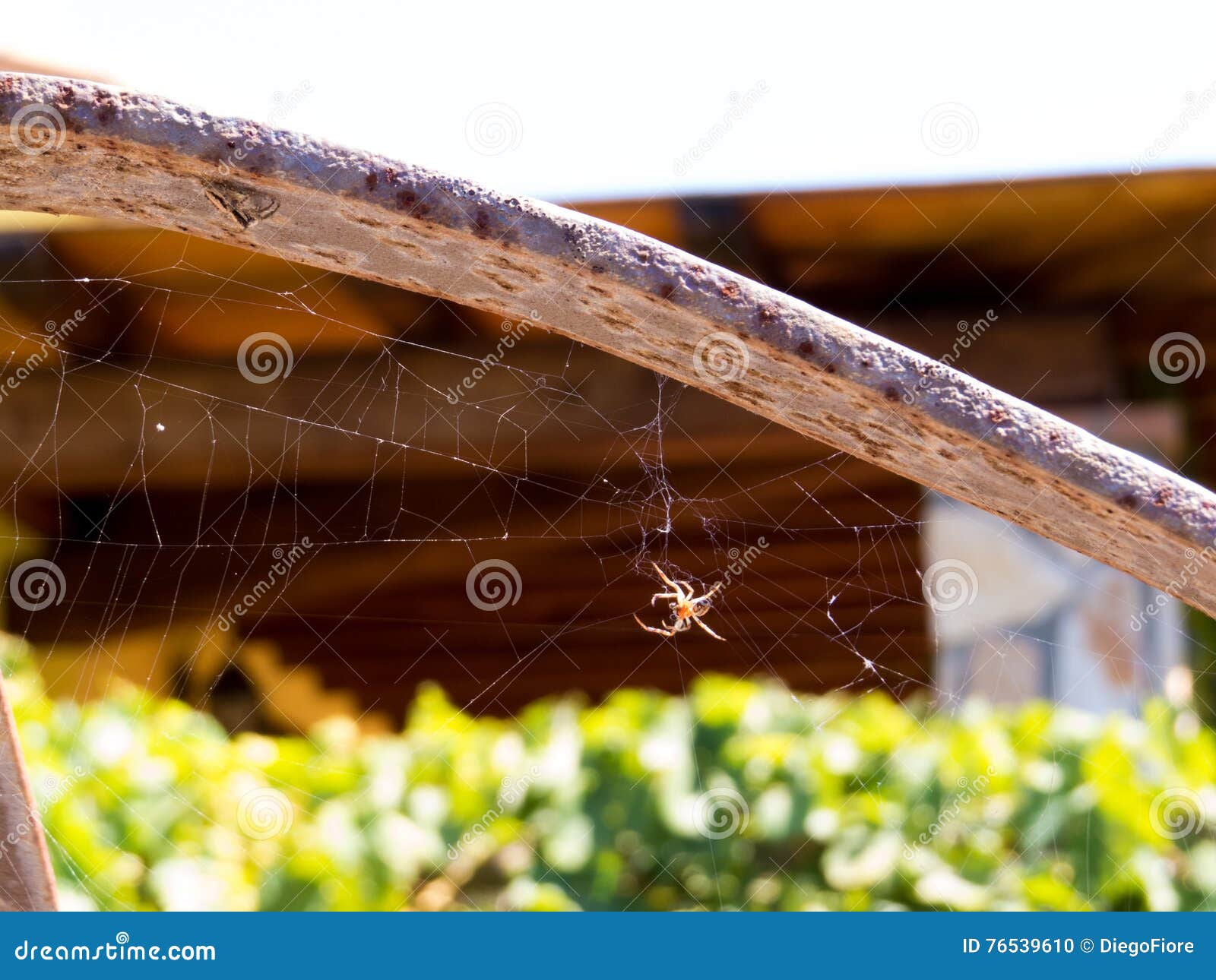 A spider and his web stock photo. Image of smart, working - 76539610