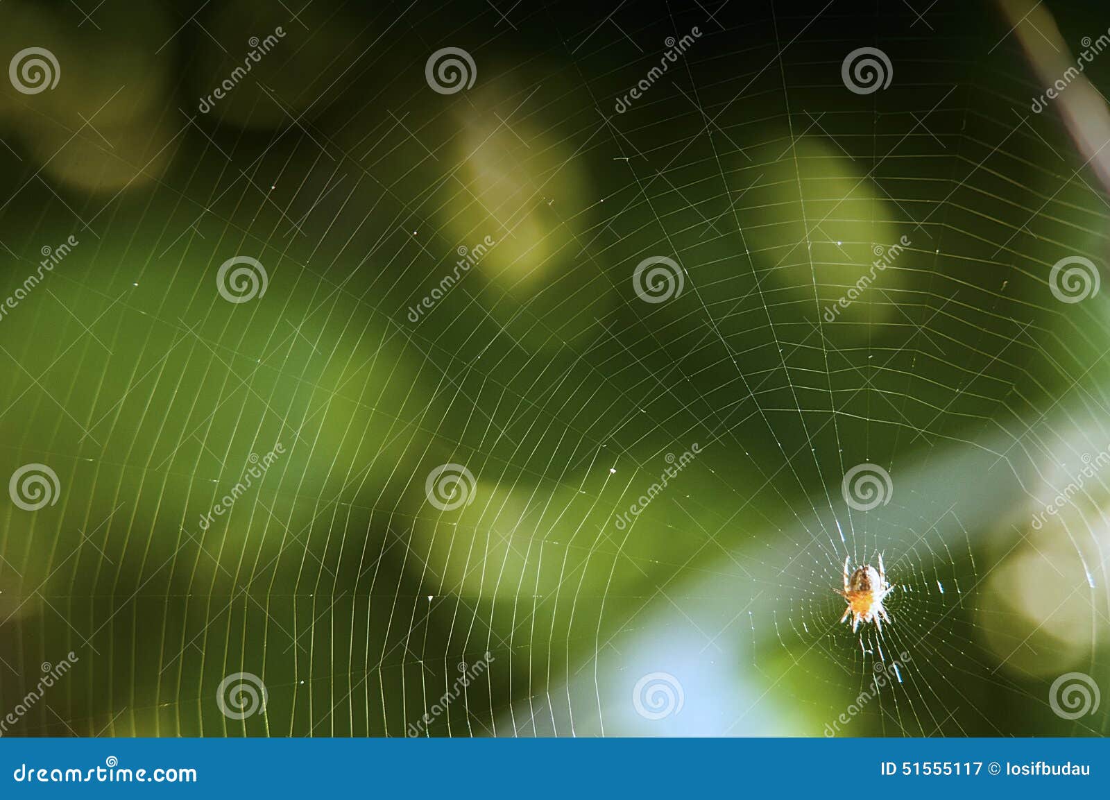 Spider on his web stock image. Image of macro, water - 51555117