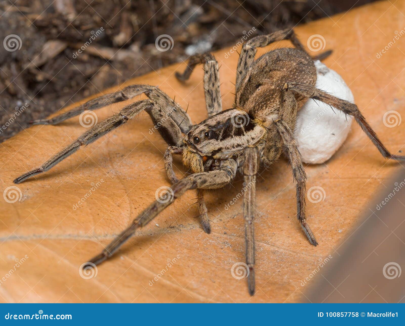 Spider with her egg sack stock photo. Image of scary - 100857758