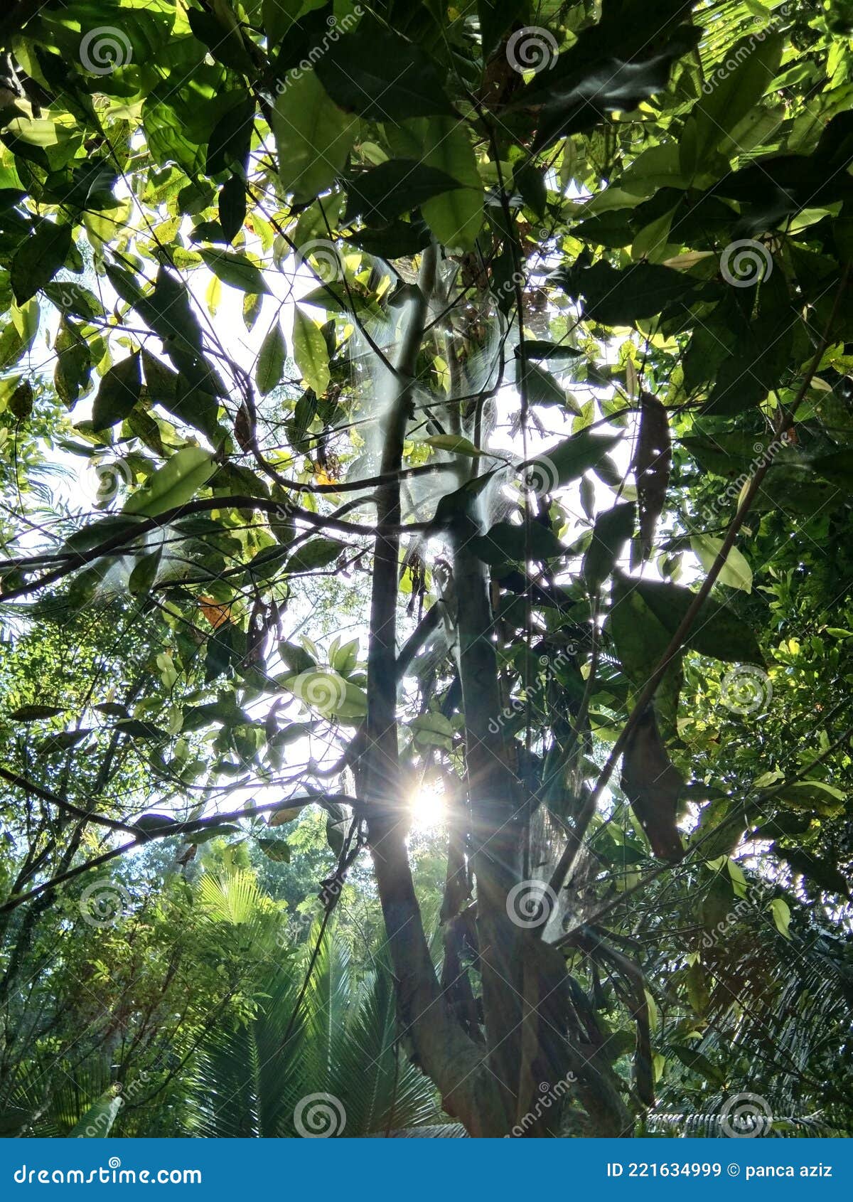 Spider home stock image. Image of branch, tree, autumn - 221634999