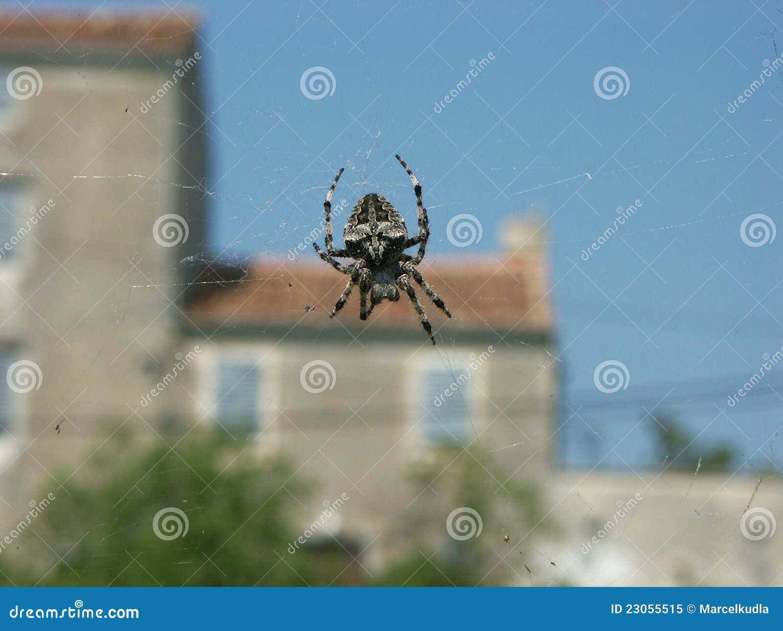 Spider in the house stock image. Image of detail, insects - 23055515