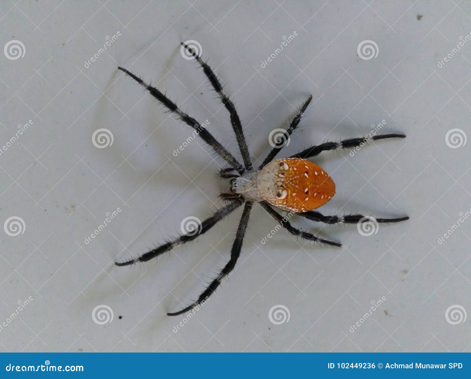 Spider in the house stock photo. Image of color, spider - 102449236