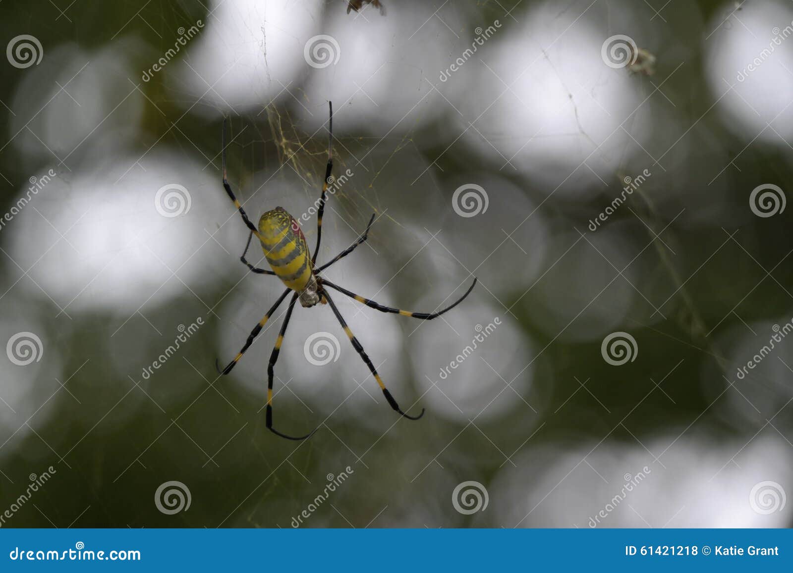 Spider stock photo. Image of spider, webs, detail, huge - 61421218