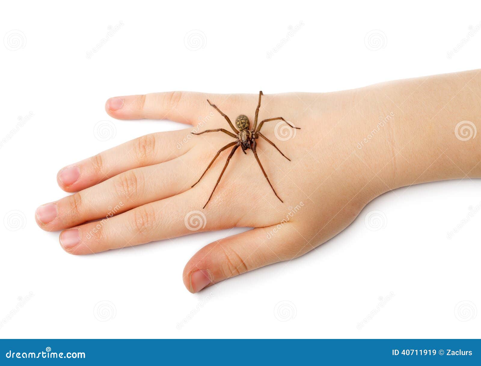 Spider on the human hand stock image. Image of horror - 40711919
