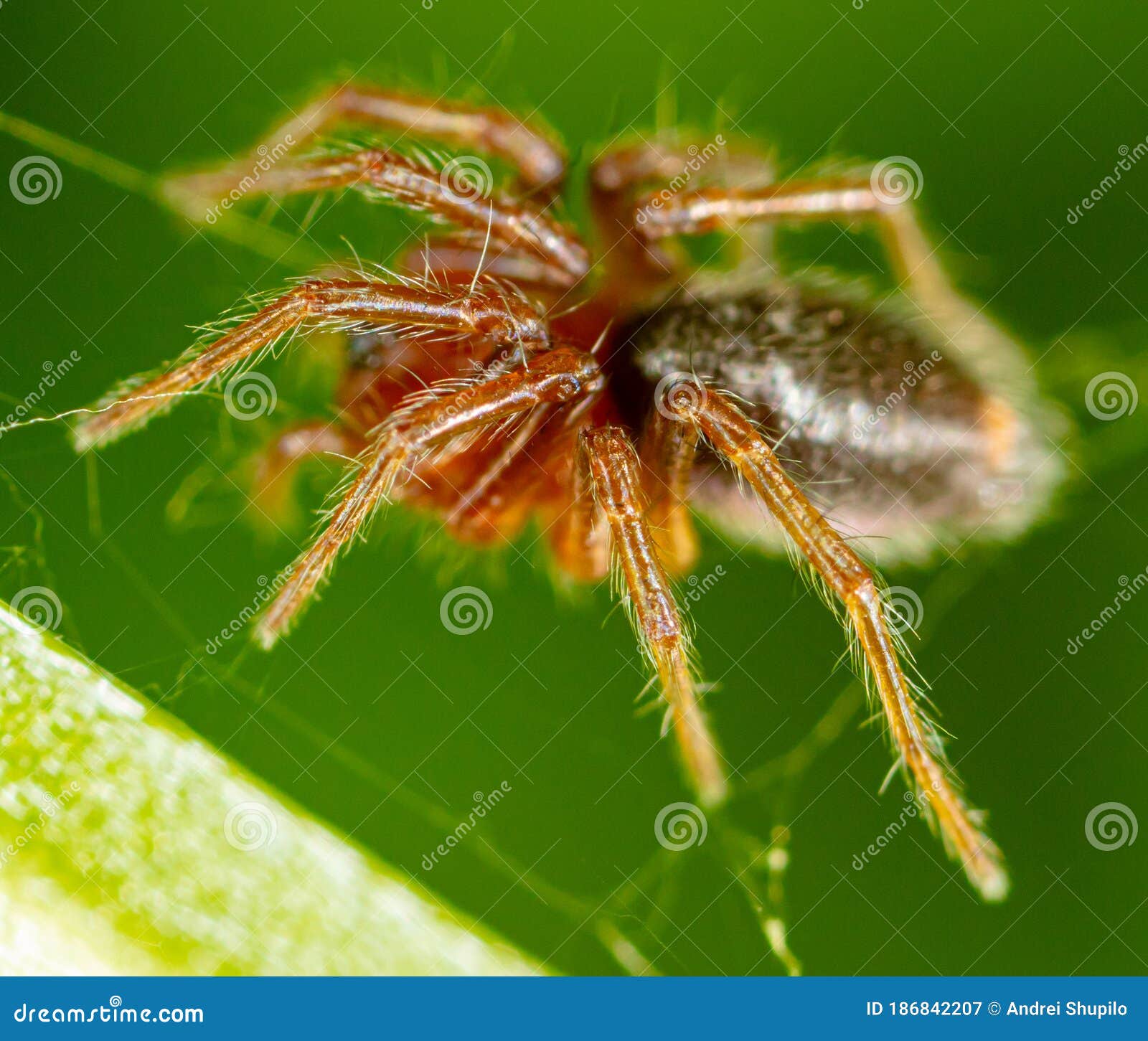 Spider on the Hunt in Nature Stock Image - Image of animal, closeup ...