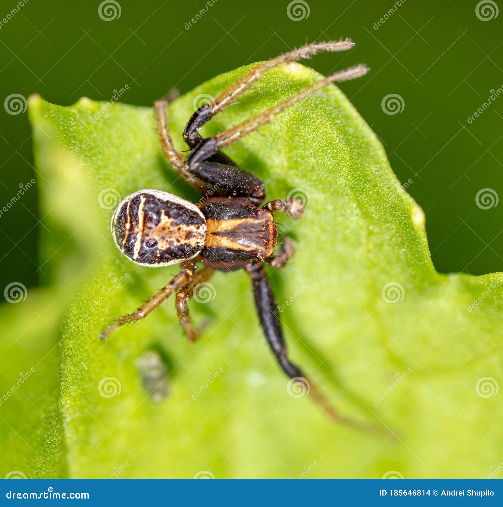 Spider on the Hunt in Nature Stock Photo - Image of leaf, outdoor ...