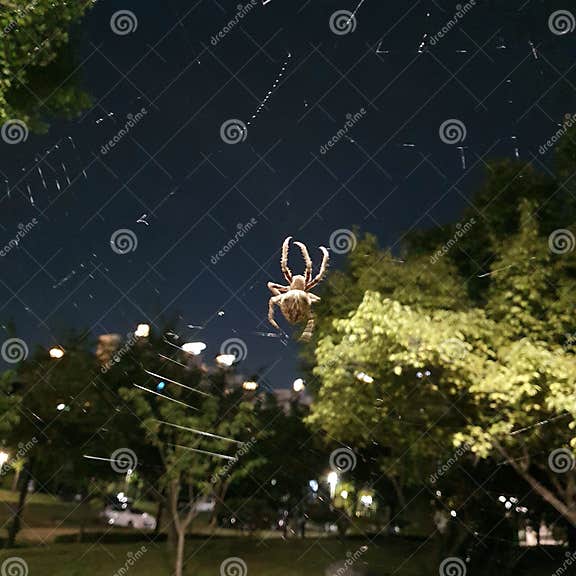 A spider on the hunt. stock photo. Image of spider, tree - 291323620