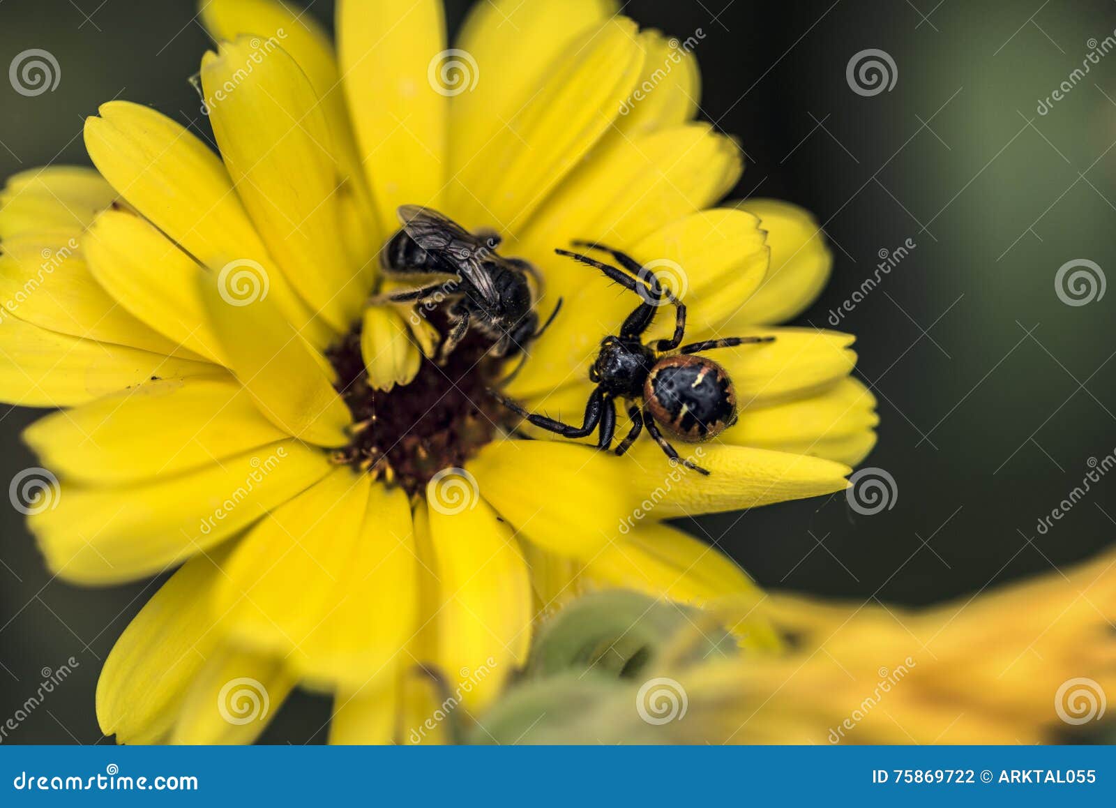 Spider hunting a bee stock photo. Image of biotechnology - 75869722
