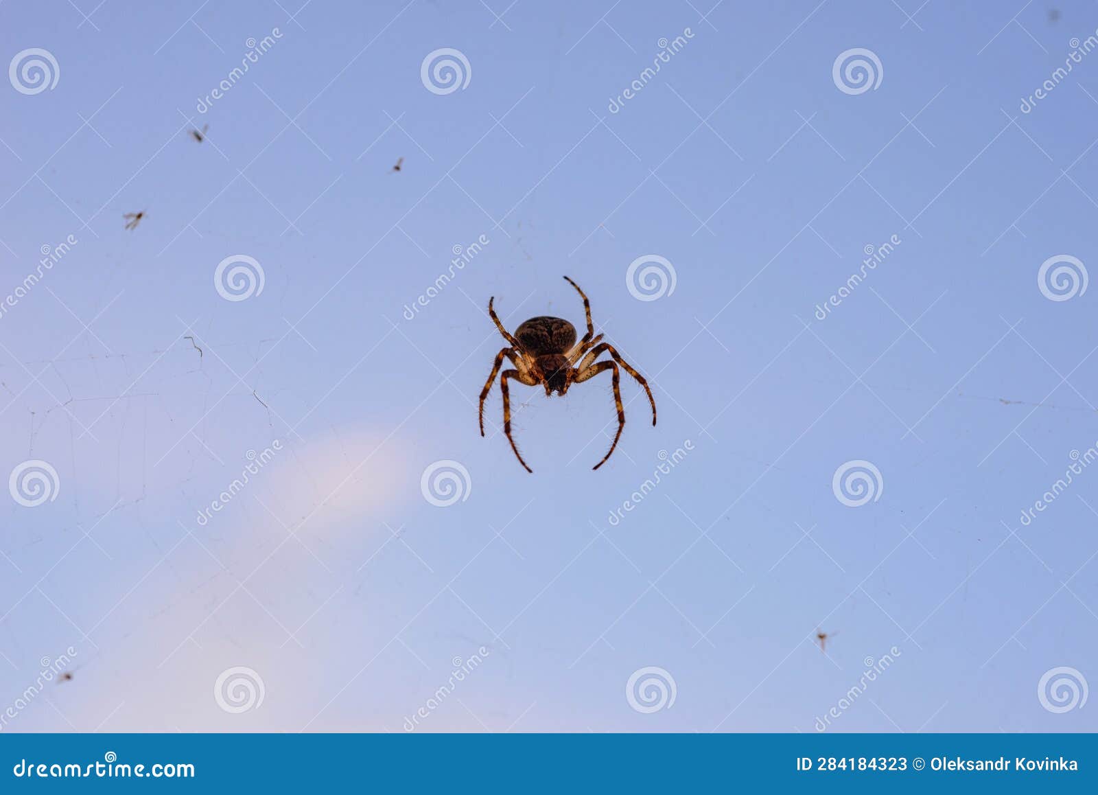 Spider Hunting Flies on Web on Web Against Blue Sky Stock Image - Image ...