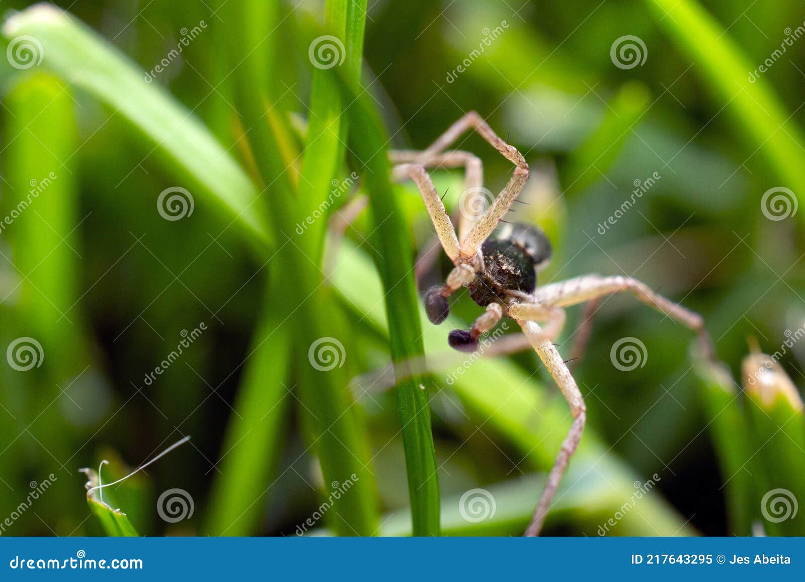 Spider hunting in grass stock image. Image of nightmare - 217643295