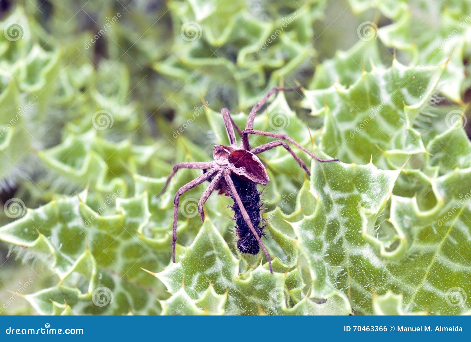 Spider hunting stock photo. Image of canary, hunting - 70463366