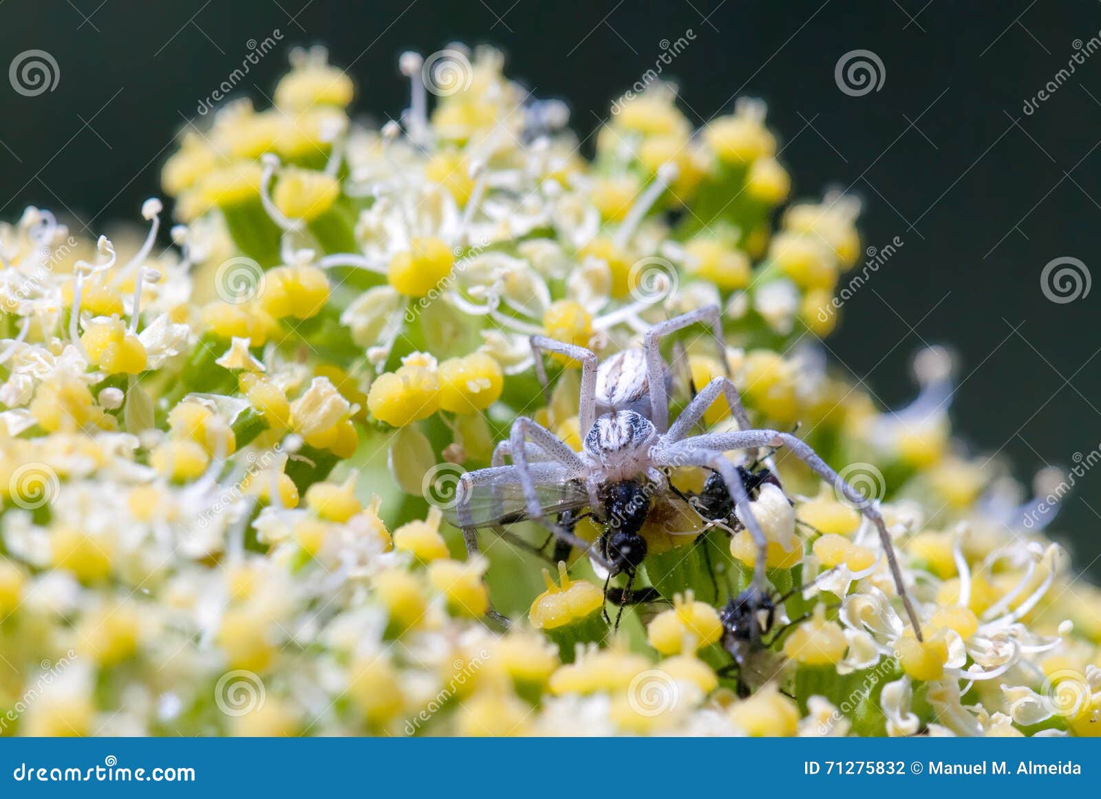 Spider hunting stock photo. Image of hunting, closeup - 71275832