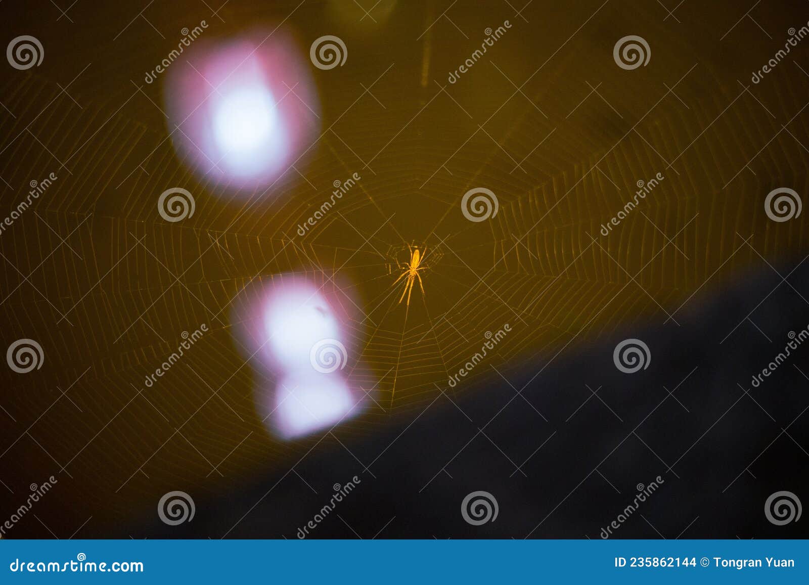 Spider Hunting in the Night Stock Photo - Image of glass, font: 235862144