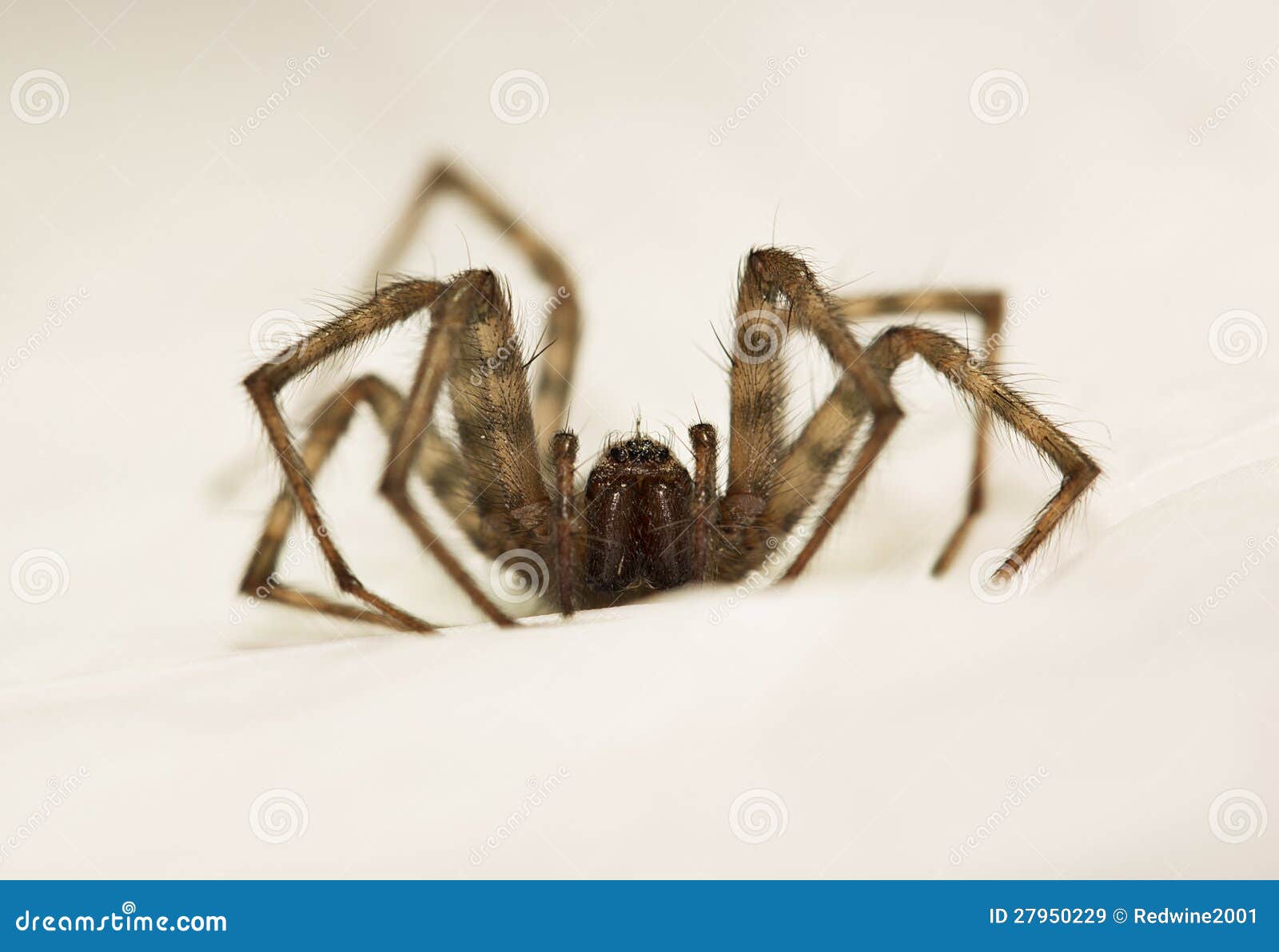 Spider Hunting after Prey on White Cover Stock Image - Image of ...