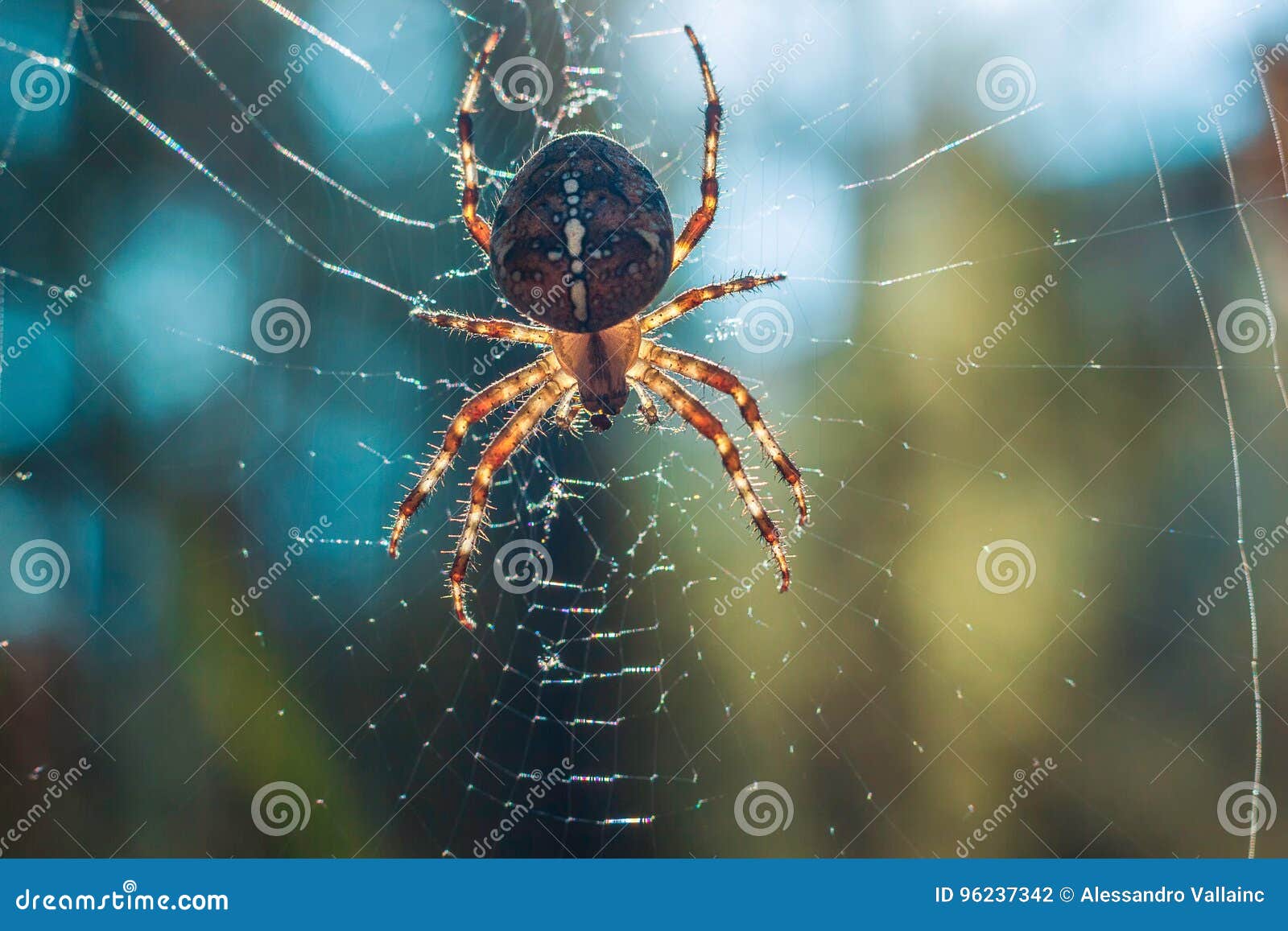 Spider Hunting Techniques stock photo. Image of eating - 96237342