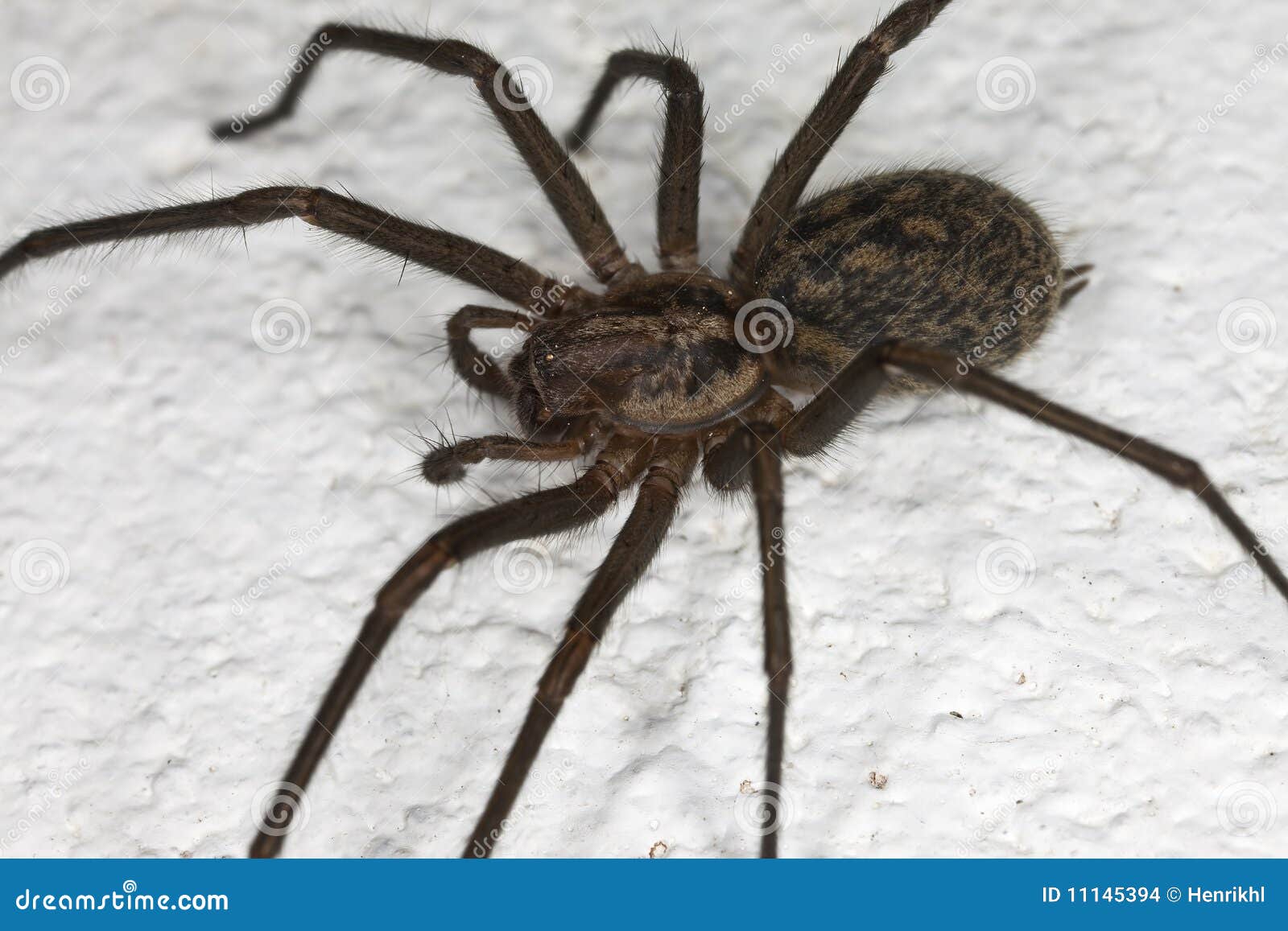 Spider hunting on a wall. stock photo. Image of close - 11145394