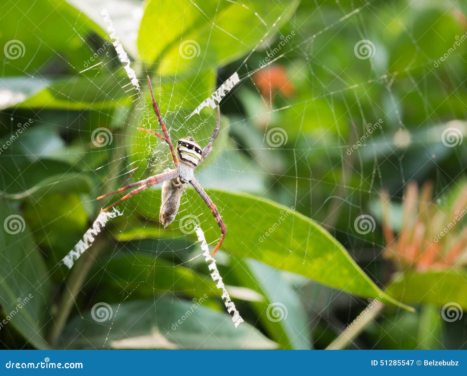 A Spider Hunting on the Web Stock Image - Image of hunting, texture ...