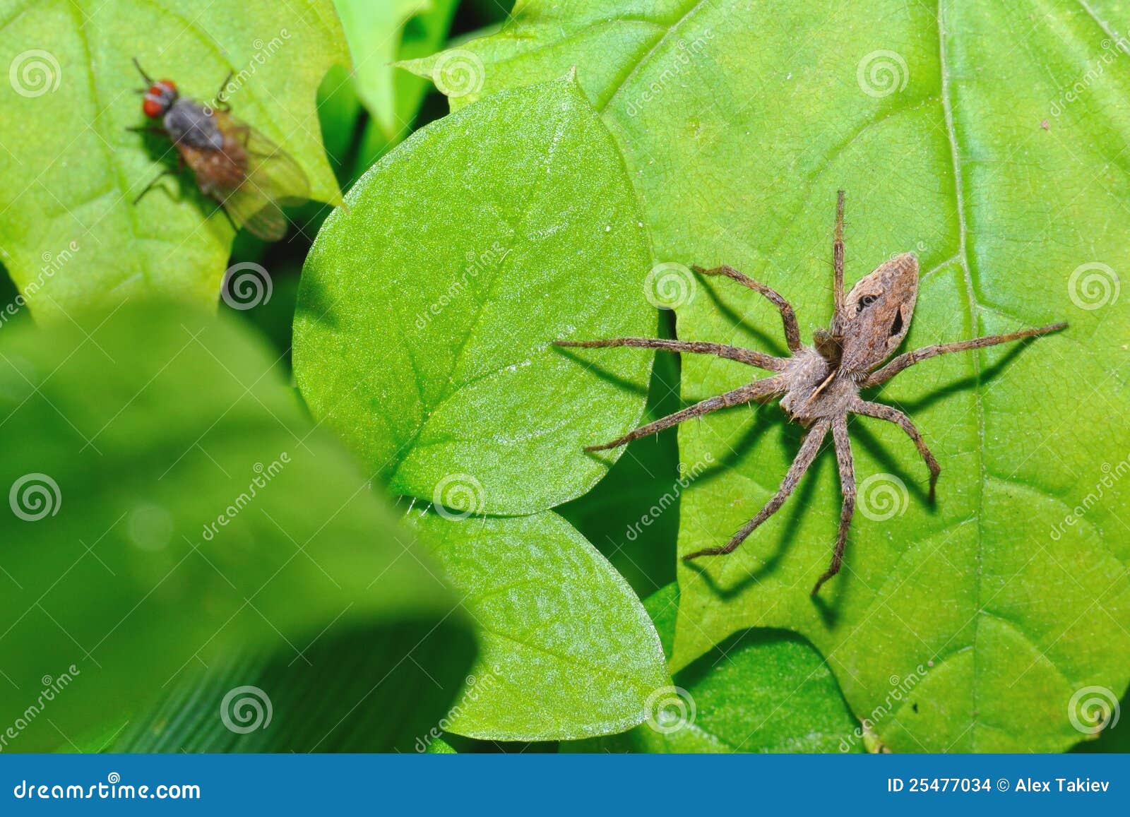 The spider hunts on a fly stock photo. Image of spider - 25477034