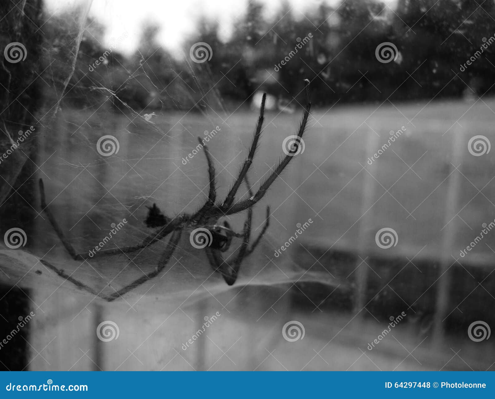 Spider husk on window stock photo. Image of arachnid - 64297448