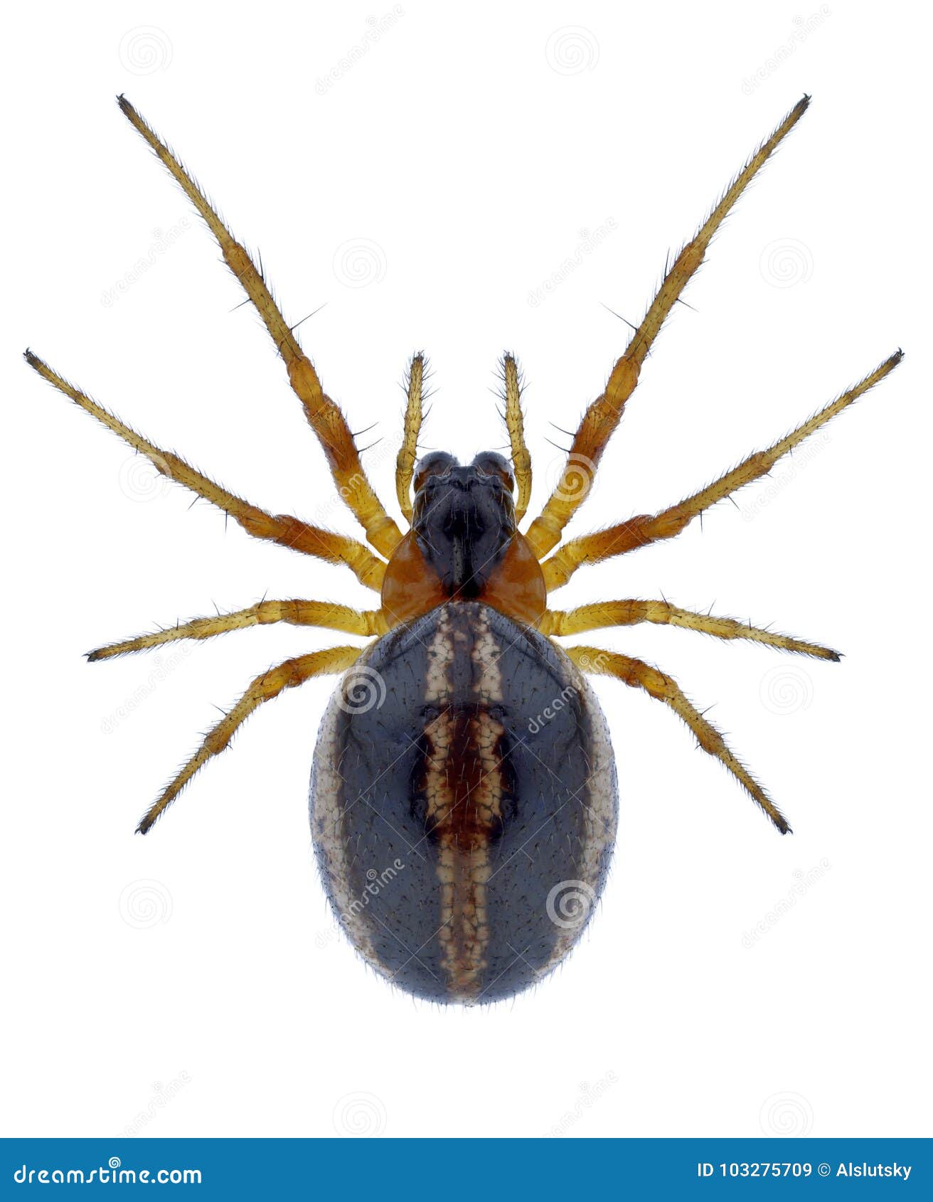 Hypsosinga Sanguinea Stock Photos - Free & Royalty-Free Stock Photos ...