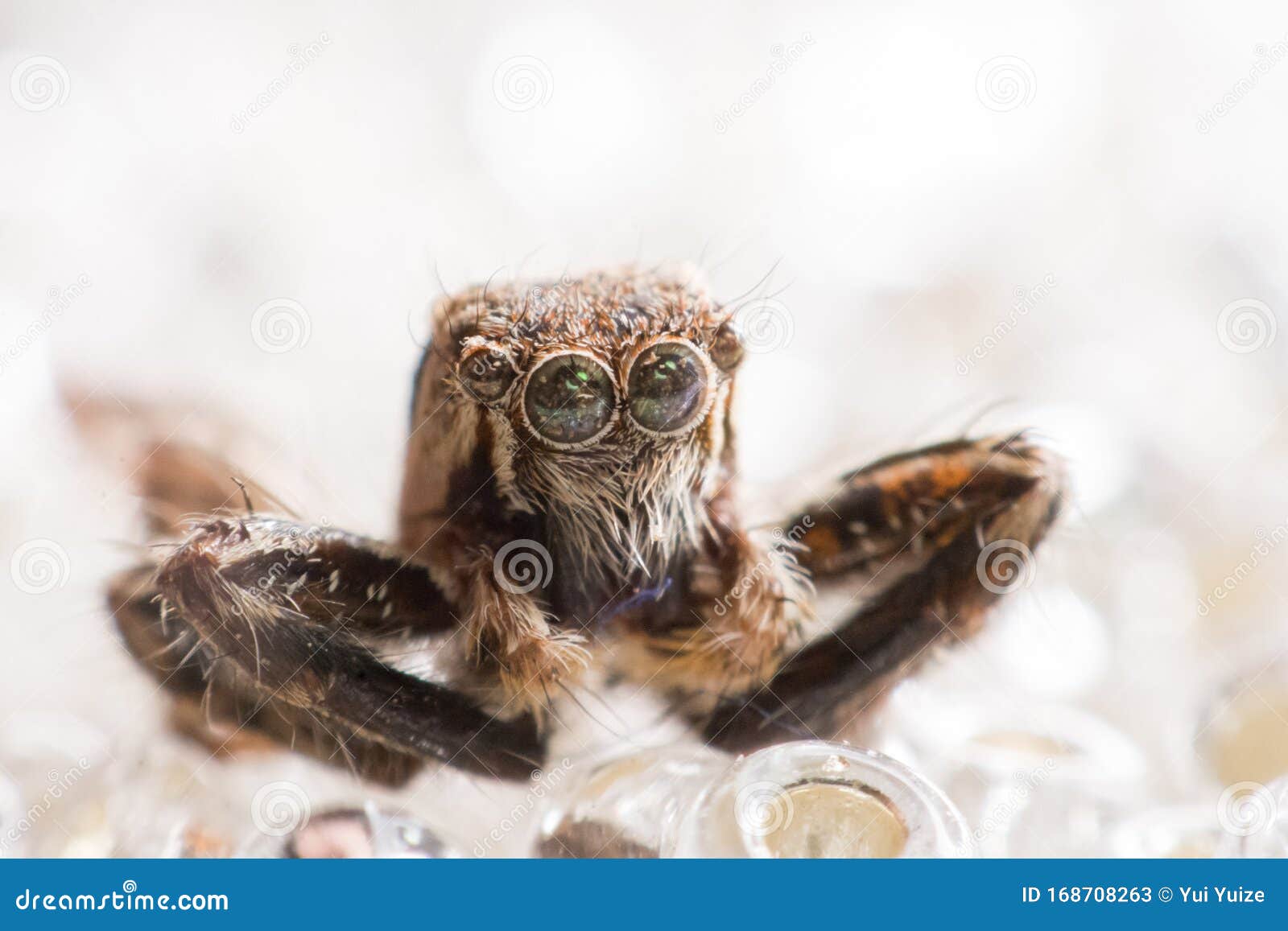 Spider on Ice, Pretty Cool Jumping Spider from Macro Photography with ...