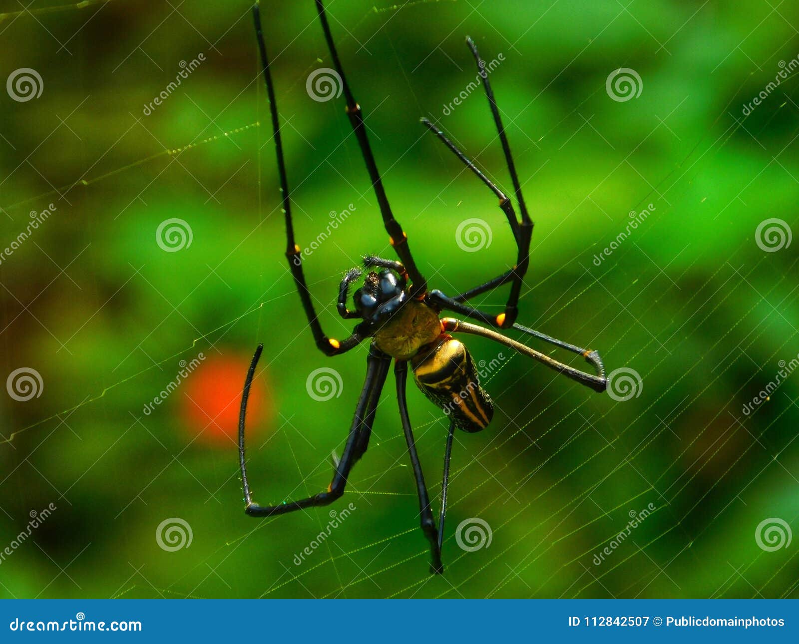 Spider, Insect, Arachnid, Invertebrate Picture. Image: 112842507