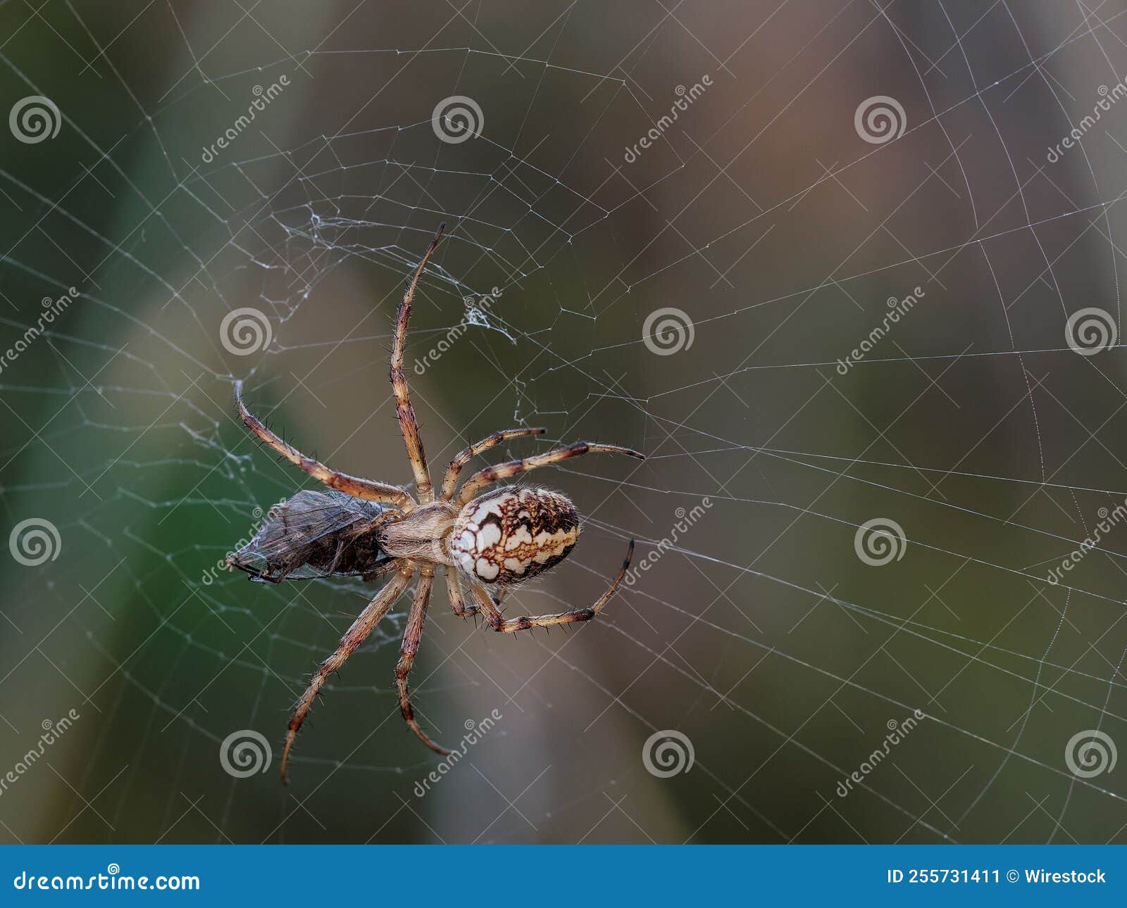 Spider with Insect Captured in Its Web Stock Image - Image of ...