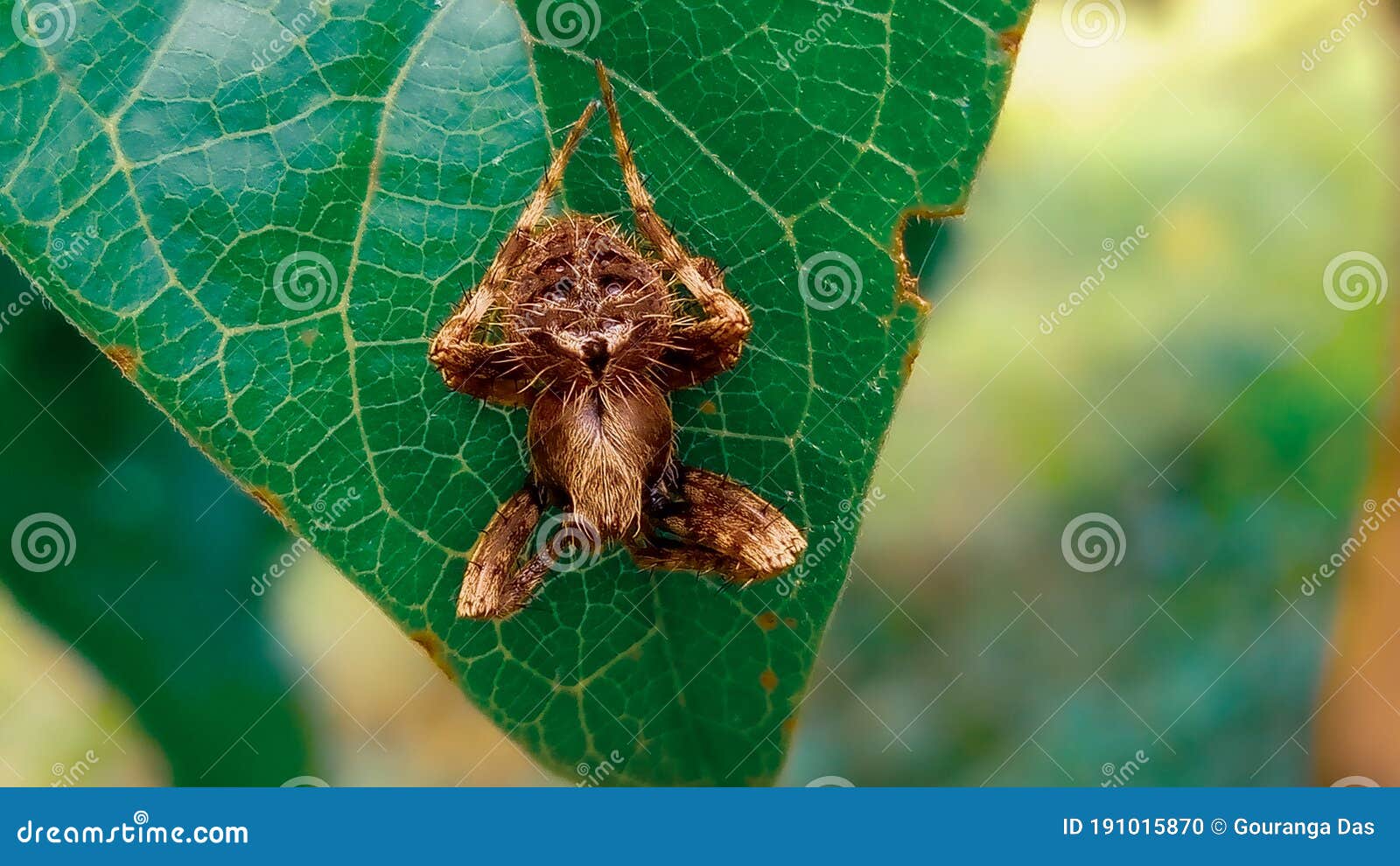 Spider Insect Stock Photography | CartoonDealer.com #174173504