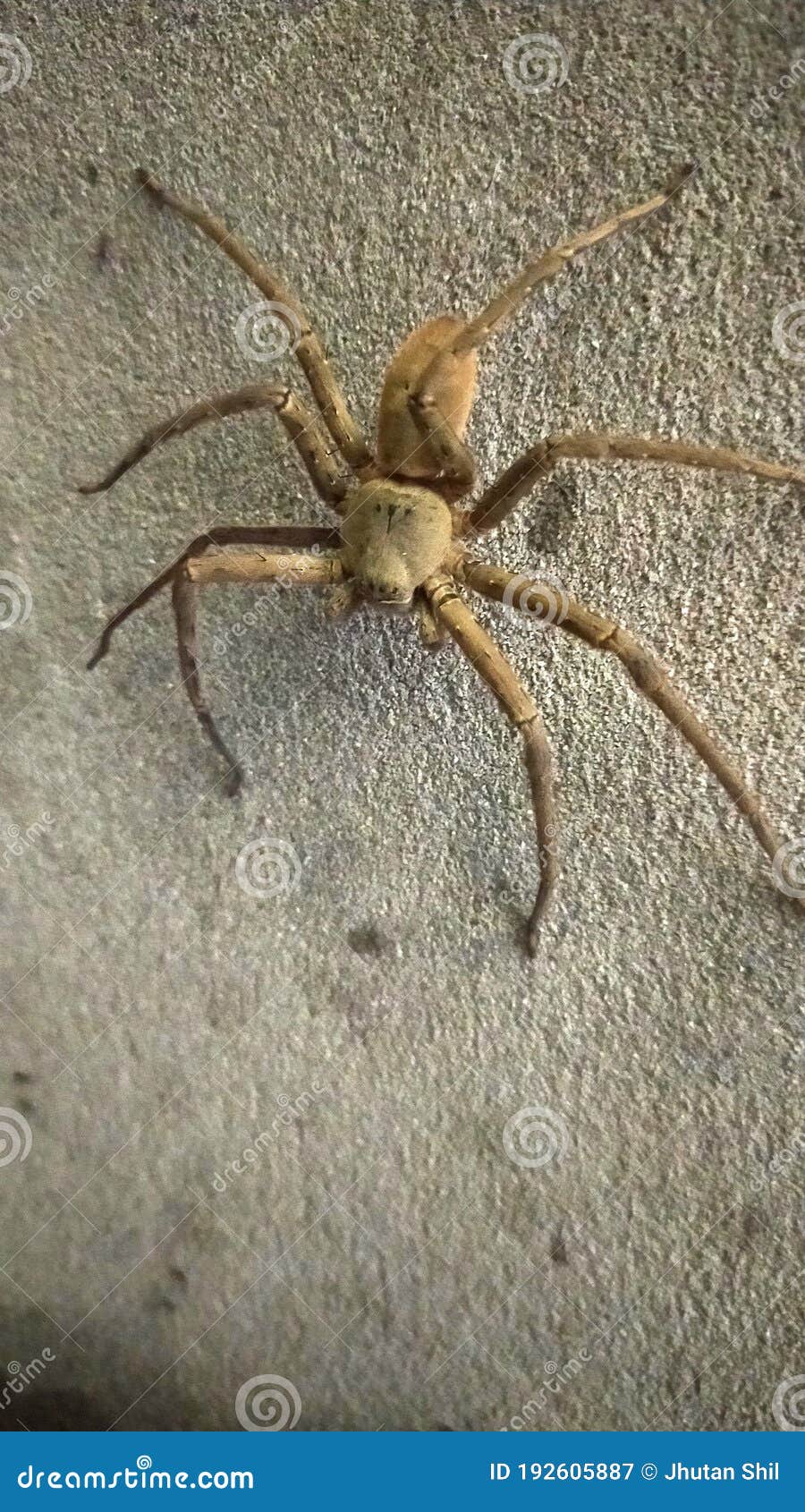 Spider is an Insect Looking Very Nice with it& X27;s Eight Legs ,an ...