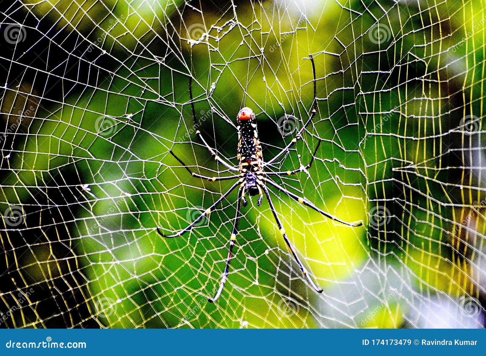 Spider insect stock image. Image of poisonous, insectivore - 174173479