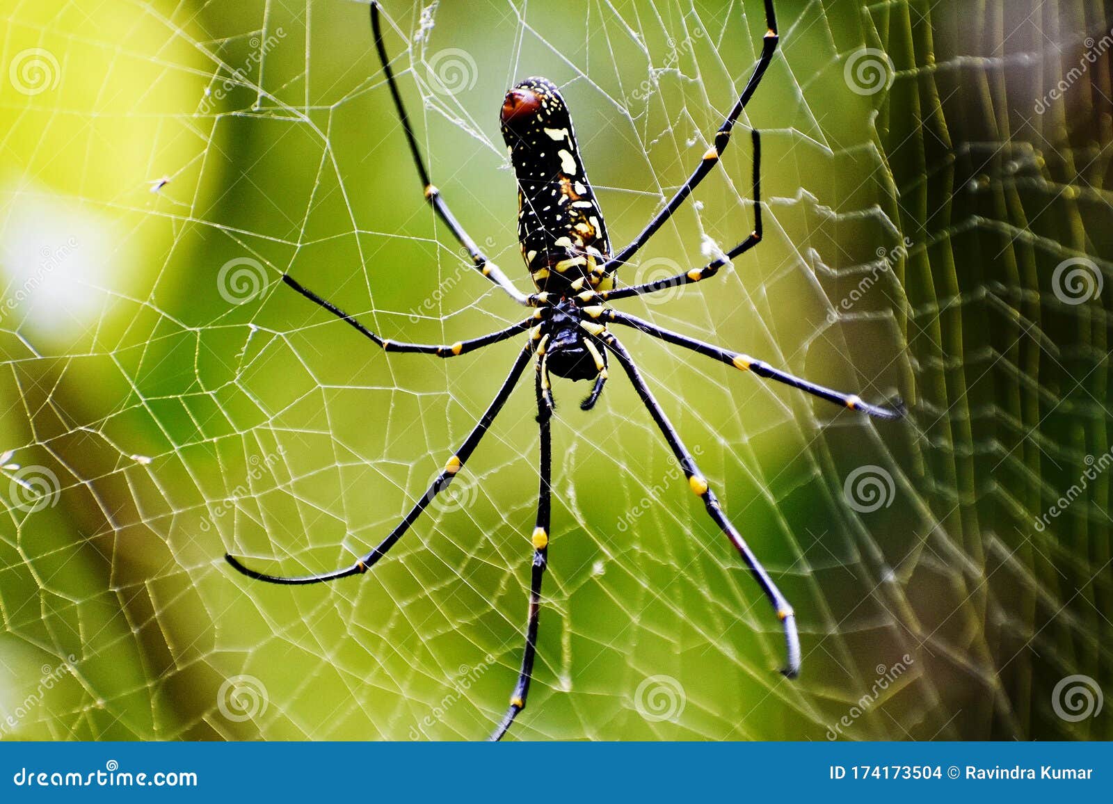 Spider Insect Stock Photography | CartoonDealer.com #174173504