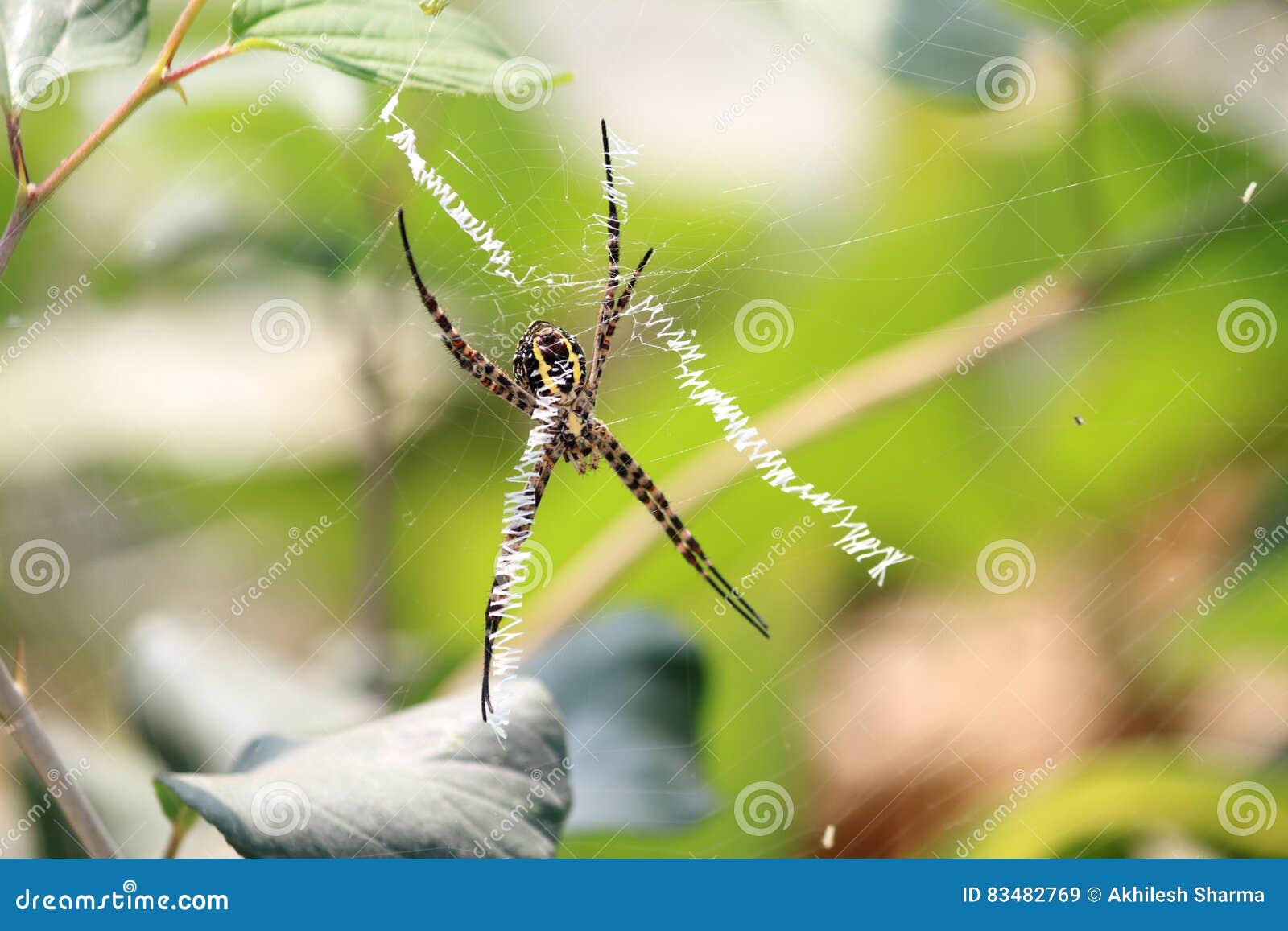 Spider Insect Stock Photography | CartoonDealer.com #174173504